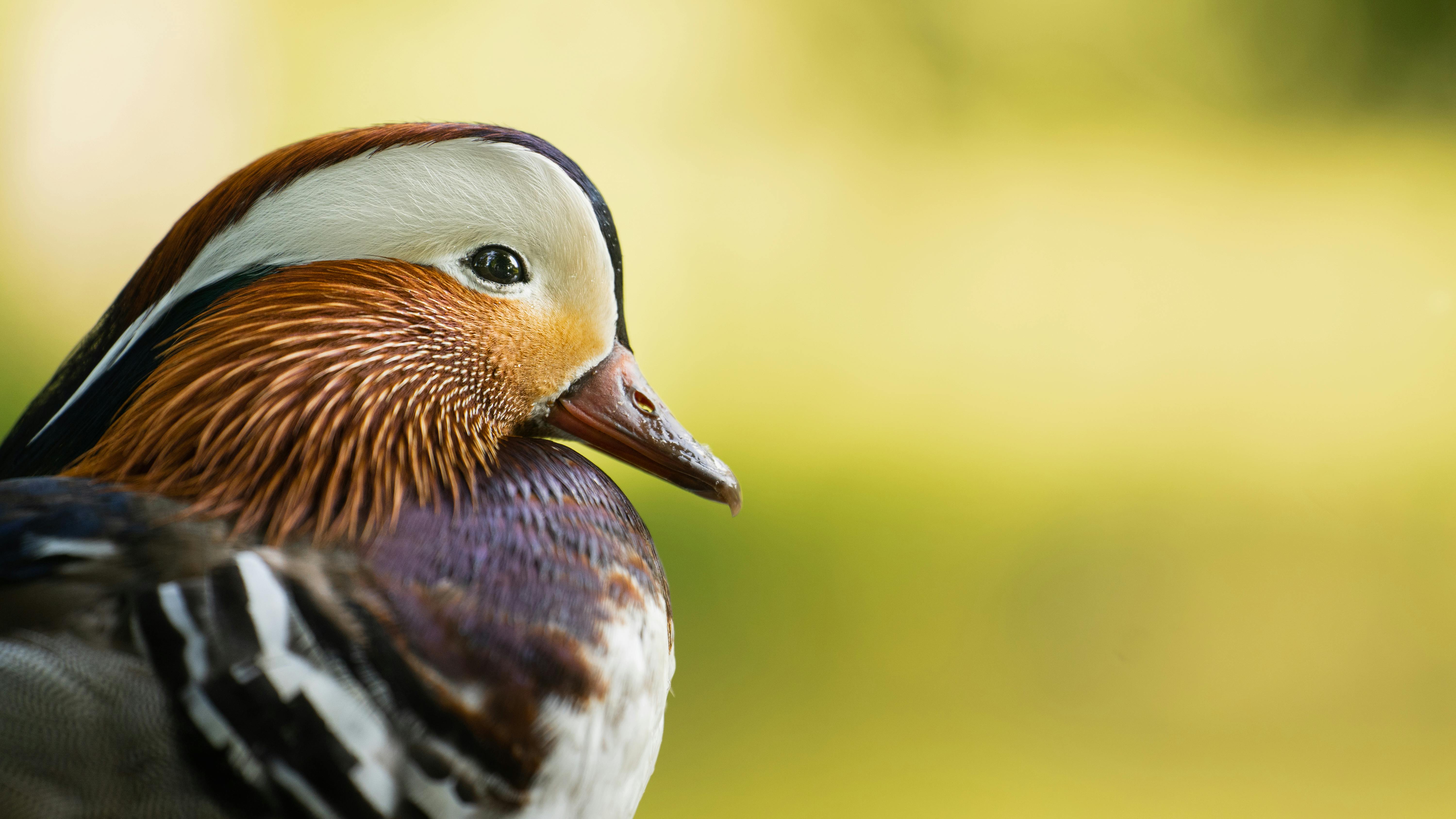 White and Blue and Red and Brown Feathered Bird · Free Stock Photo