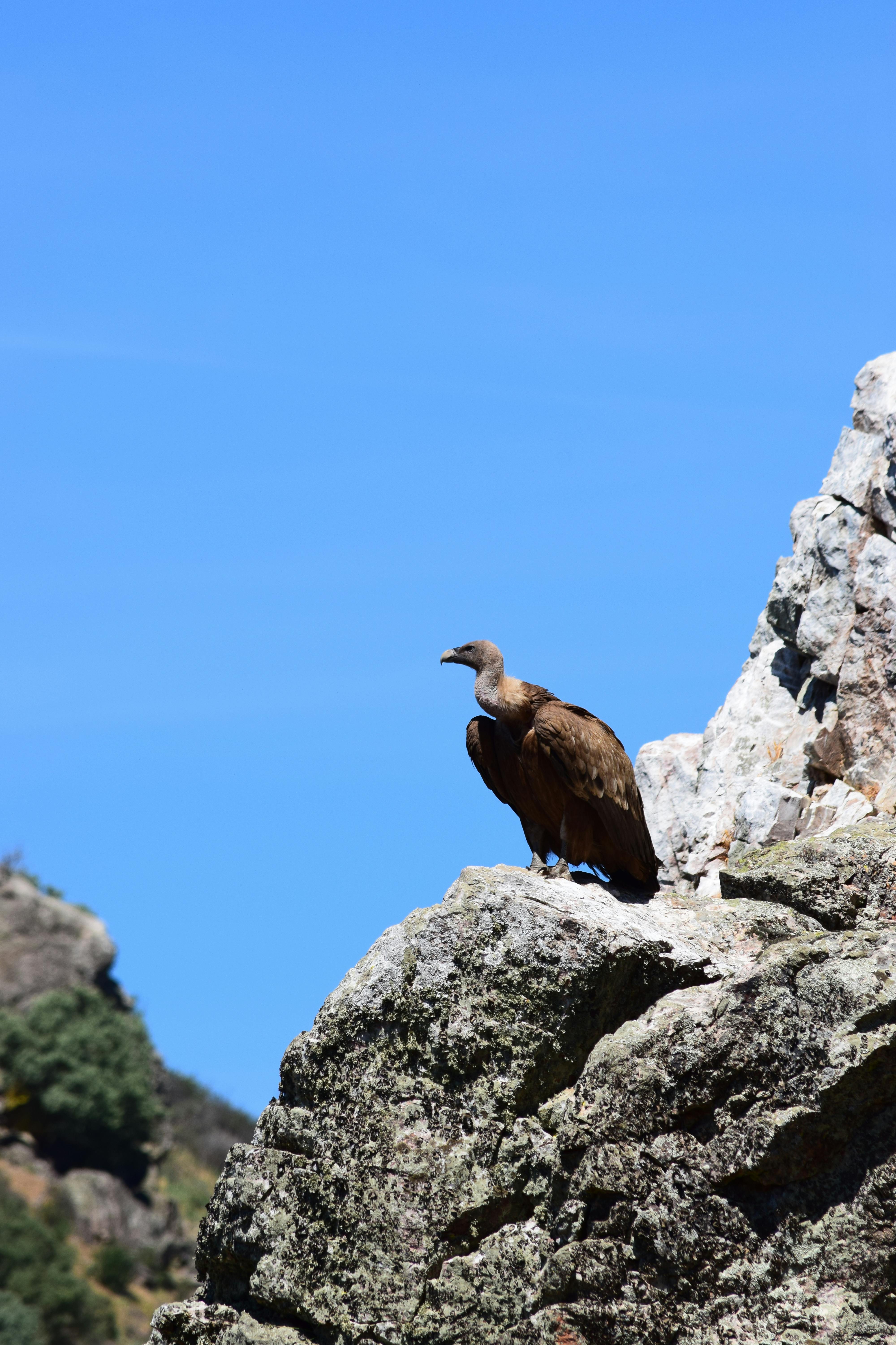 Vulture on Rocks · Free Stock Photo