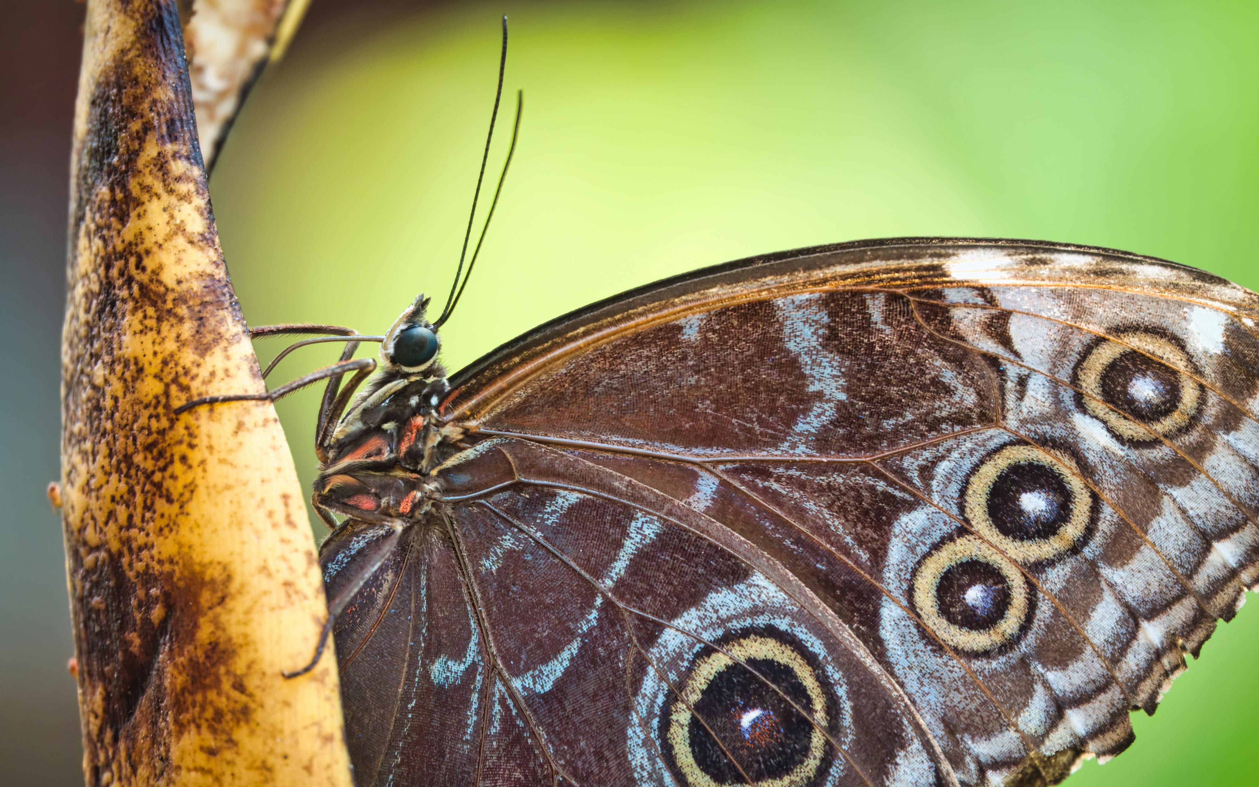 Red Pierrot Feeding on a Flower · Free Stock Photo