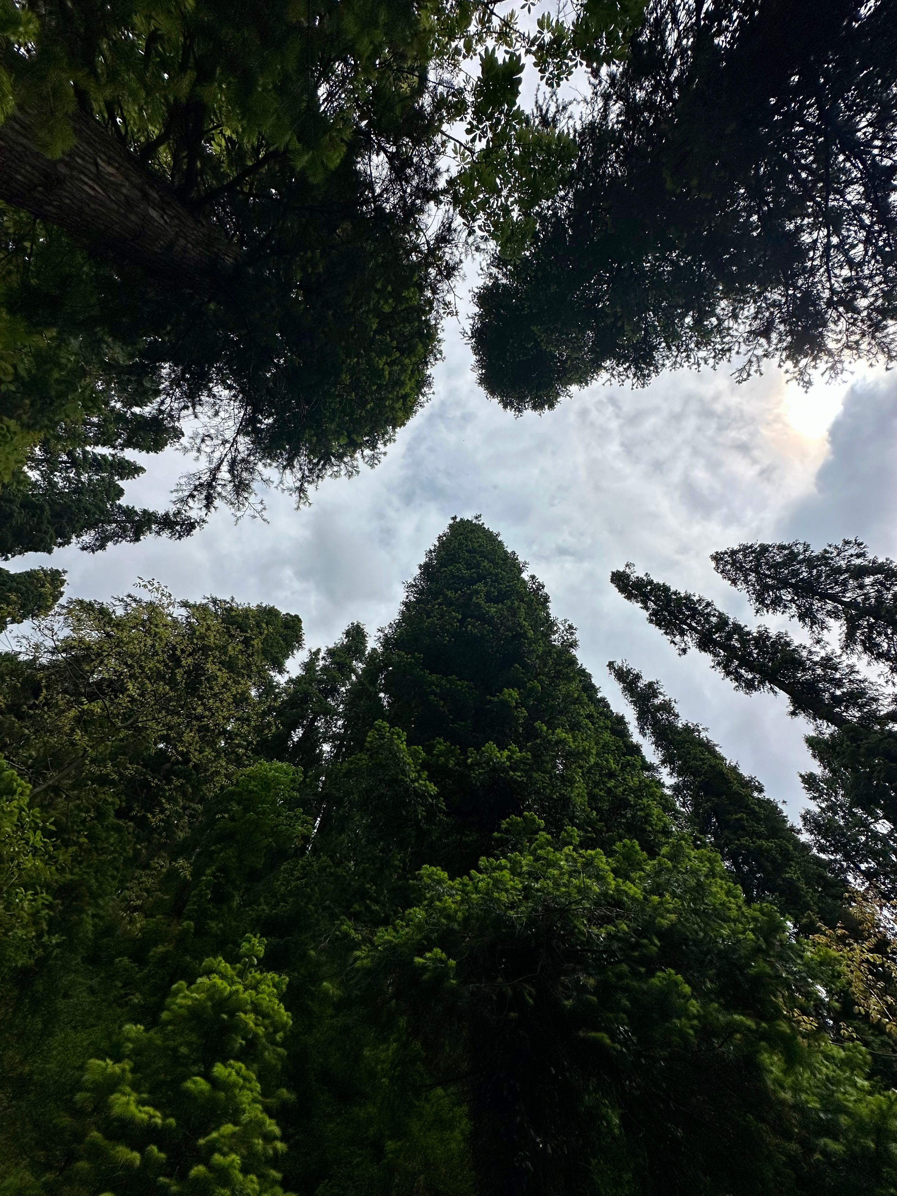 Cloud over Green Trees · Free Stock Photo