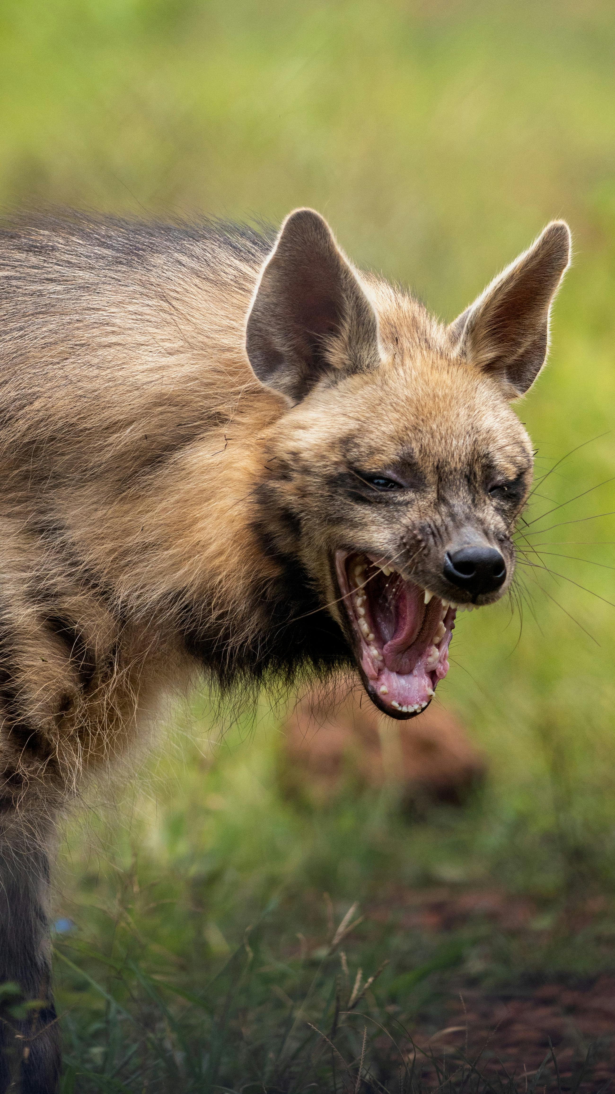 Yawning Hyena Portrait · Free Stock Photo