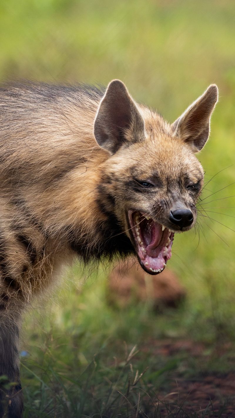 Hyena Photos, Download The BEST Free Hyena Stock Photos & HD Images