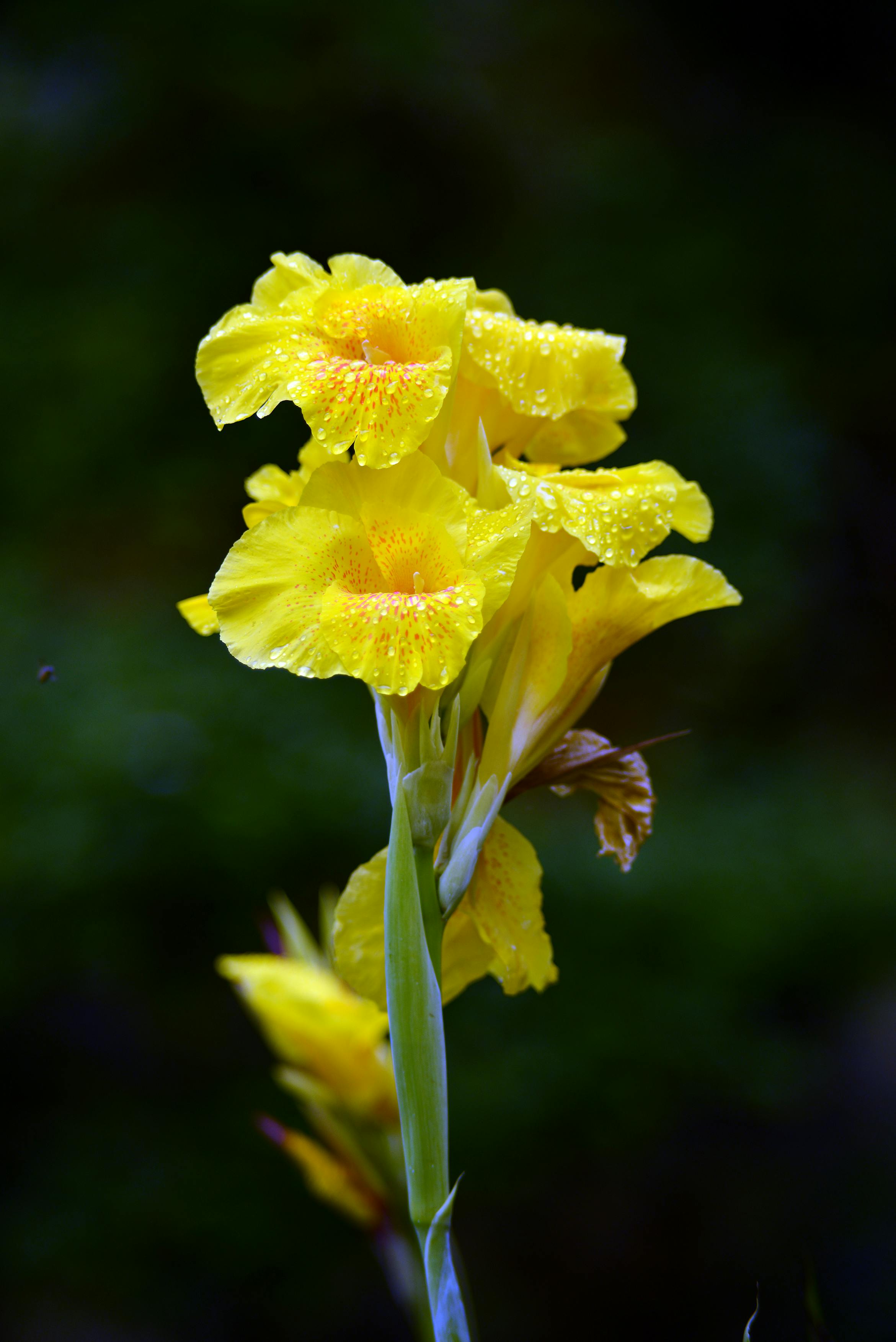A Yellow Daffodil · Free Stock Photo