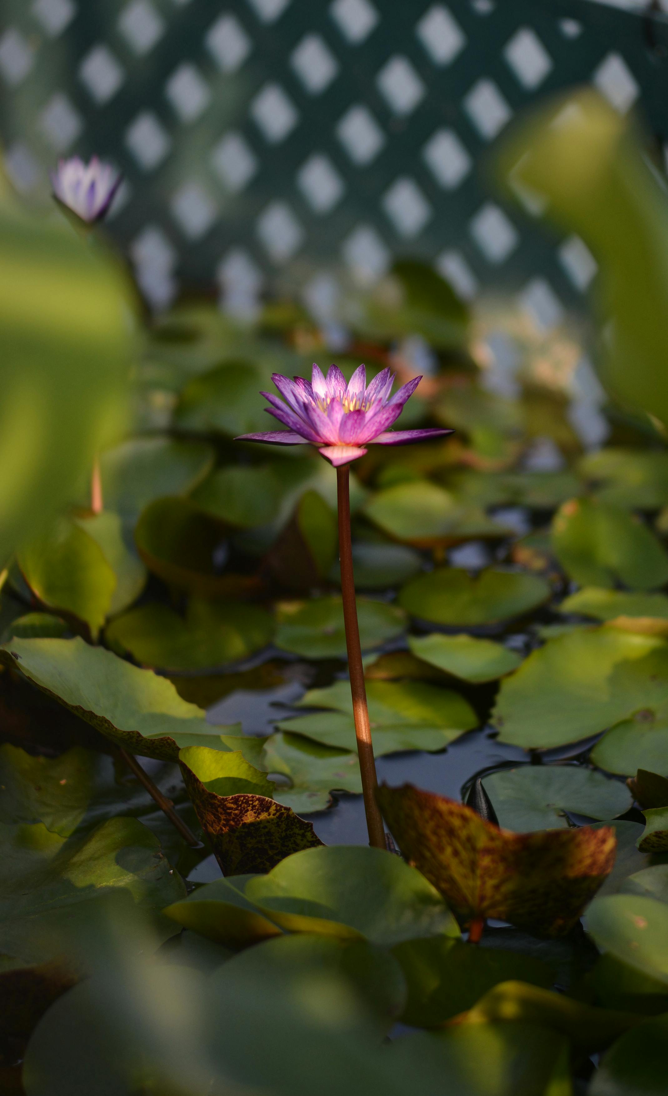 Andrew SY Loo - 摄影