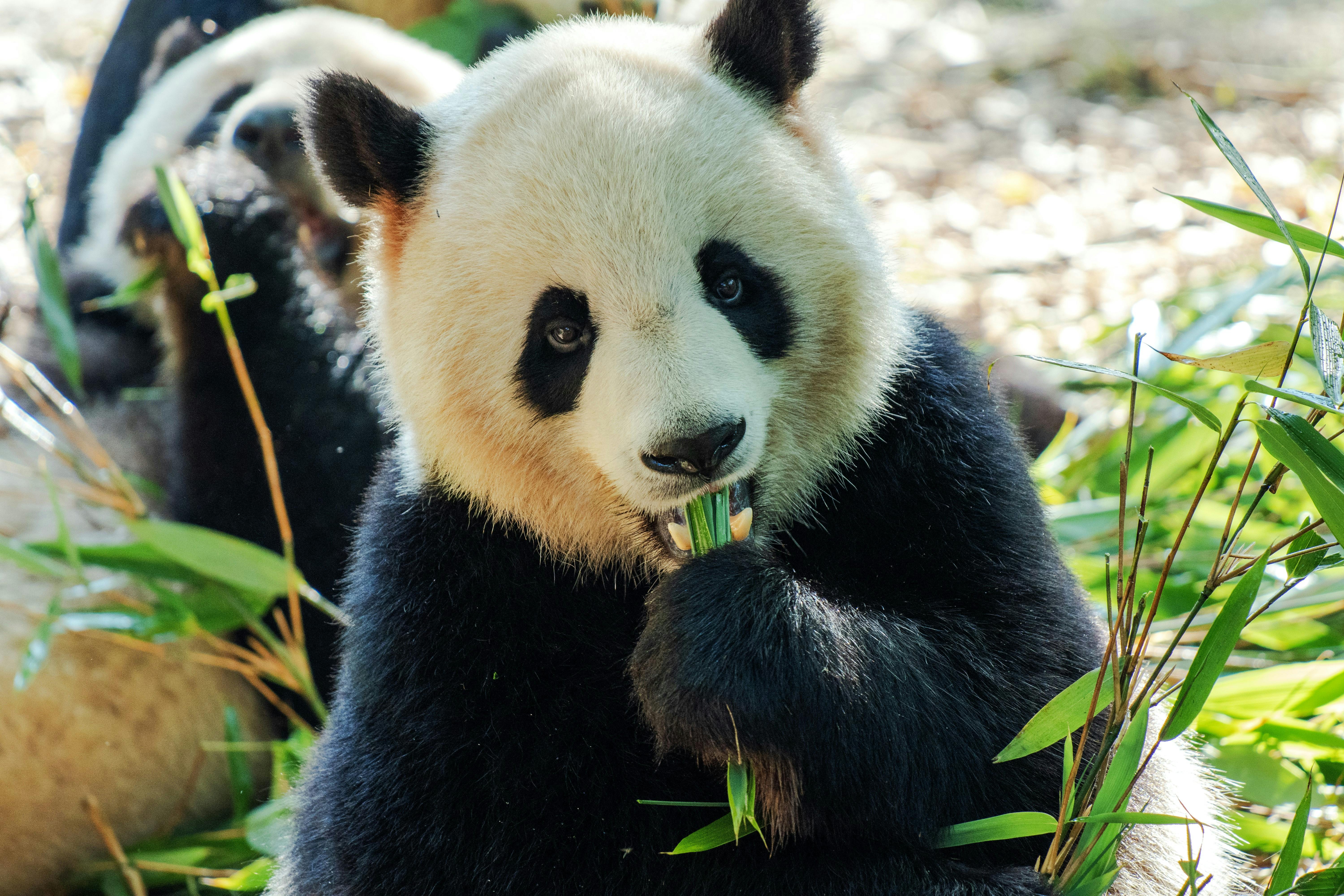 Eating Panda Bear · Free Stock Photo