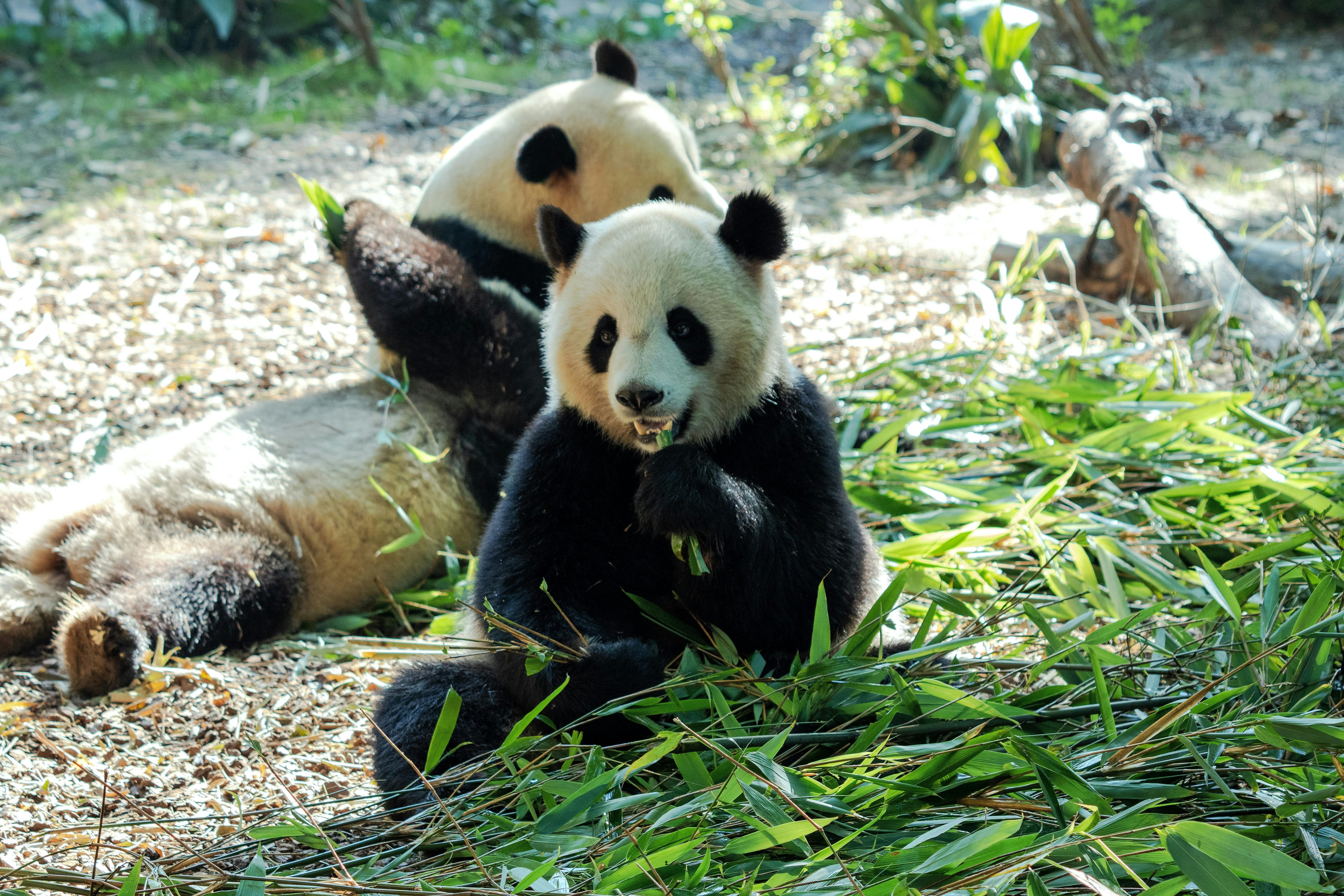 Foto de stock gratuita sobre adorable, ailuropoda melanoleuca, fotos de ...