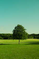Single Tree Photos, Download The BEST Free Single Tree Stock Photos ...