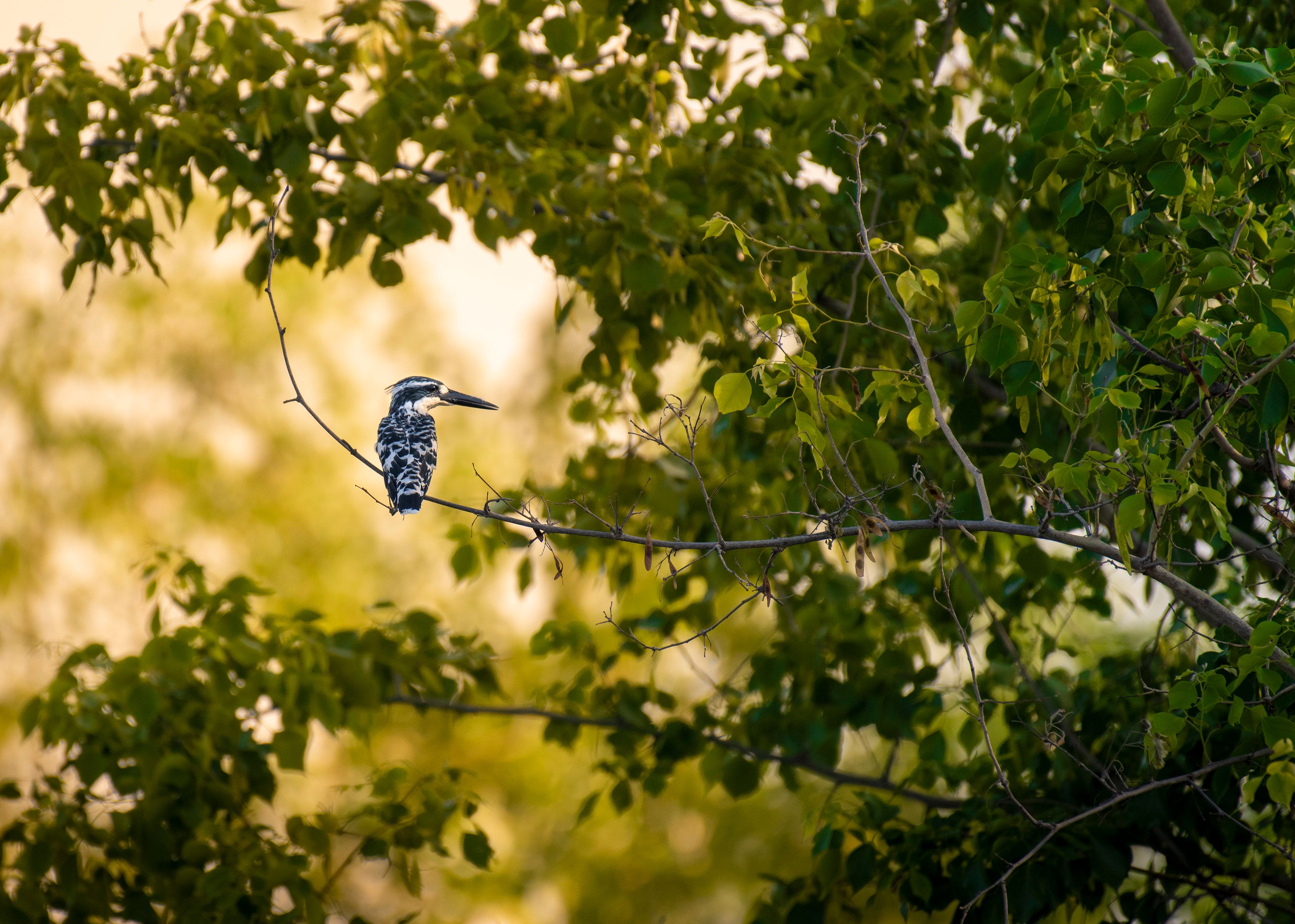 Chaparral Bird Photos, Download The BEST Free Chaparral Bird Stock ...