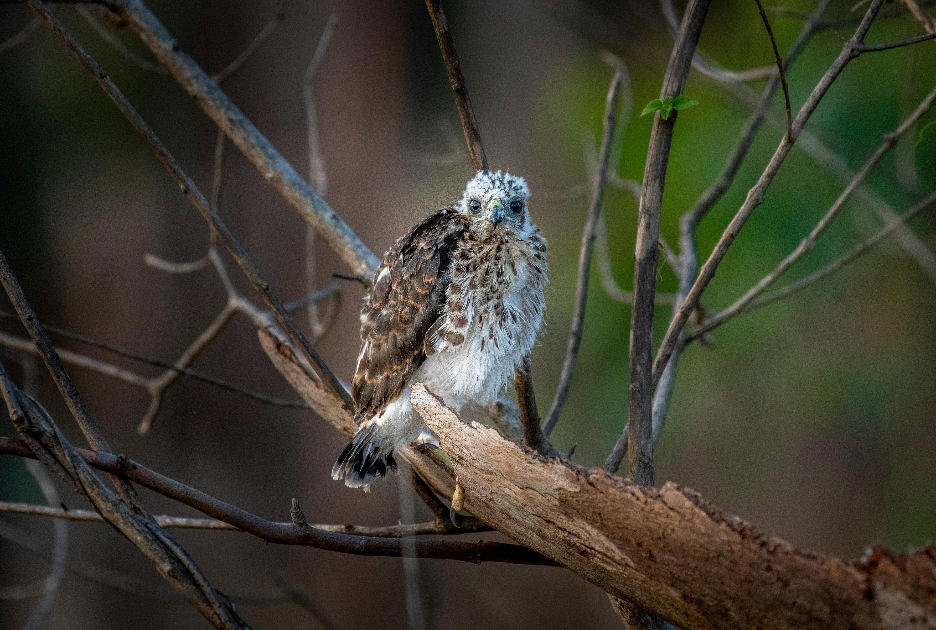 Brown Hawk on Focus Photo · Free Stock Photo