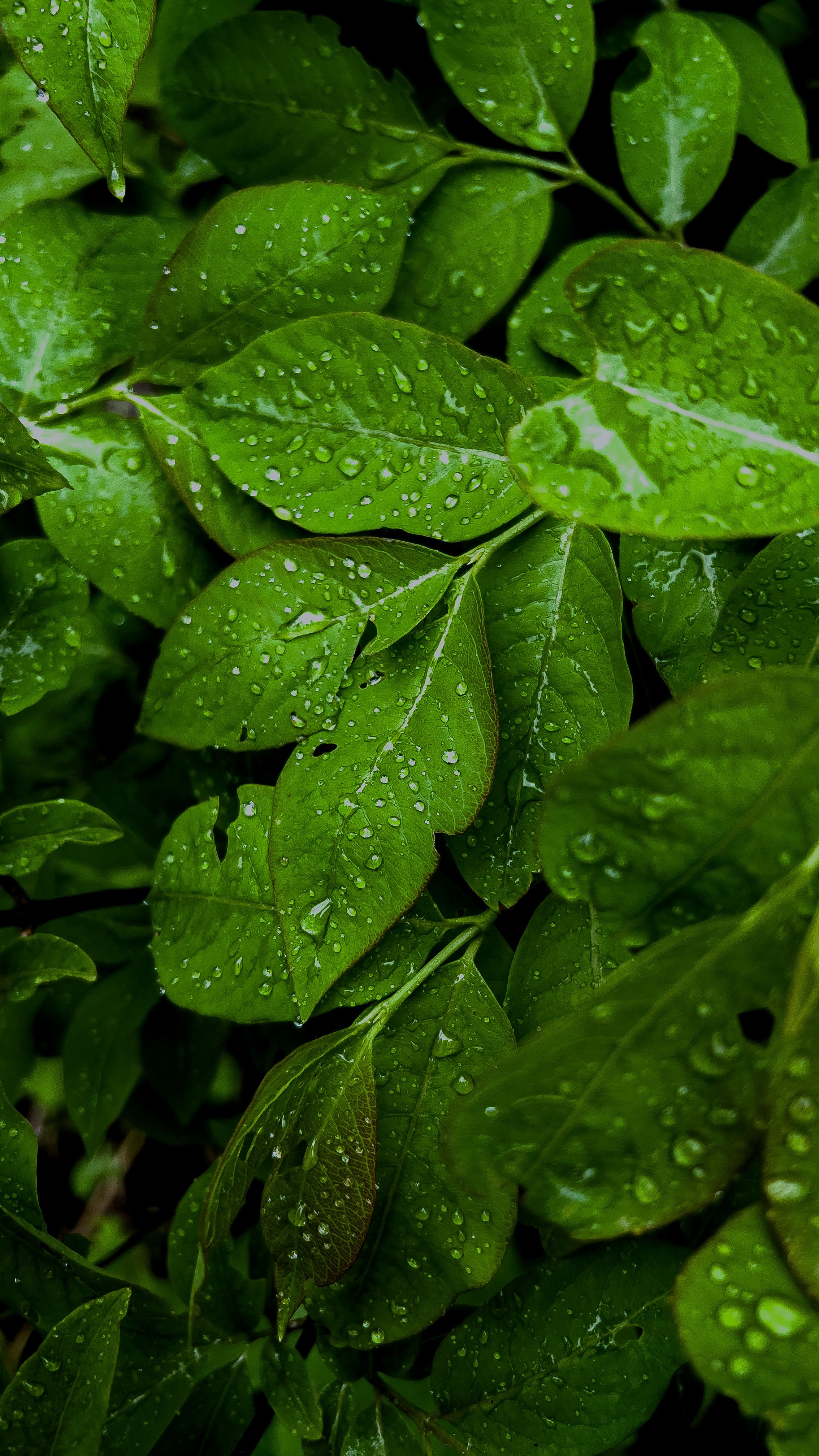 Raindrop on Snake Skin · Free Stock Photo