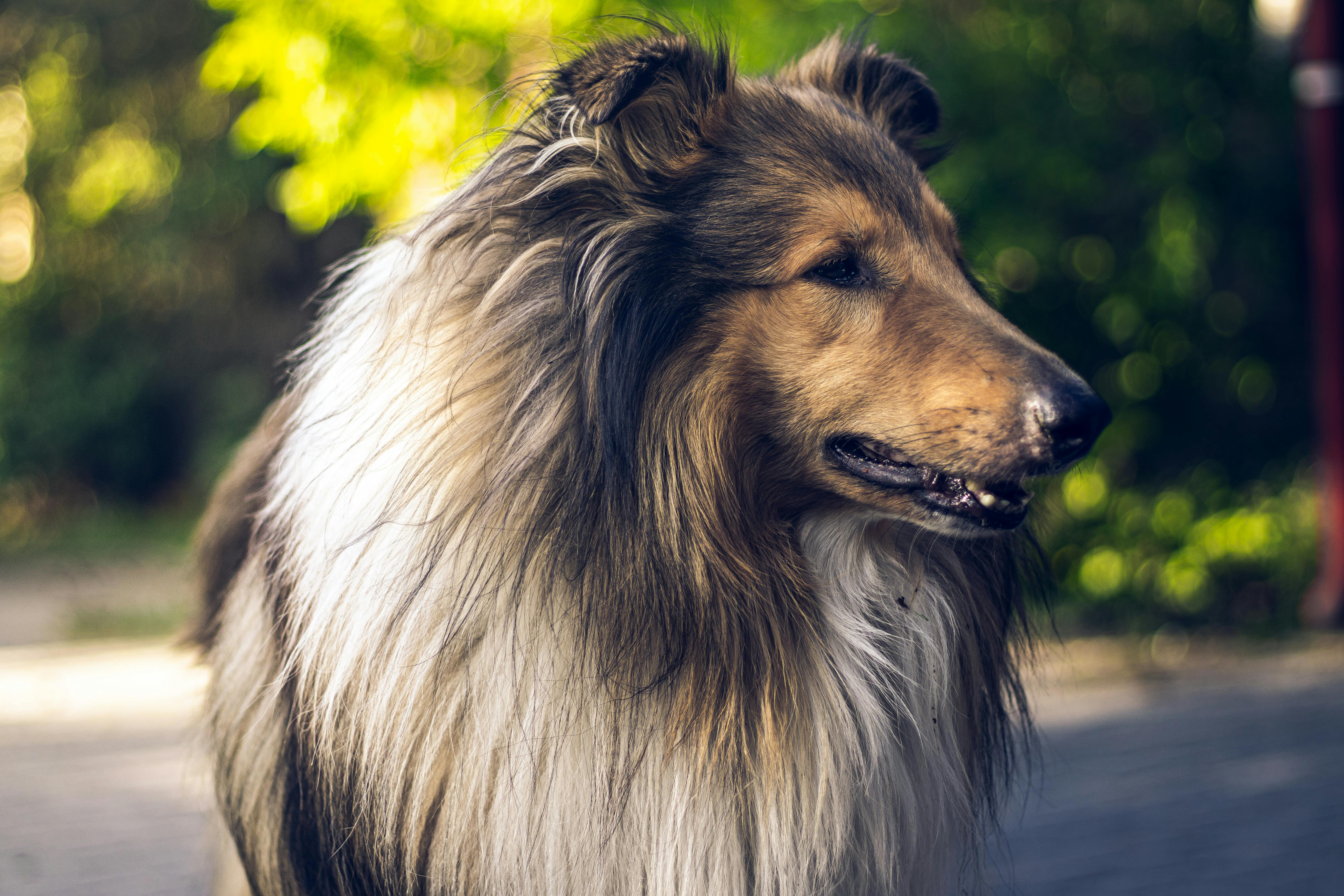 Beautiful collie outdoors. Nice dog mane. · Free Stock Photo