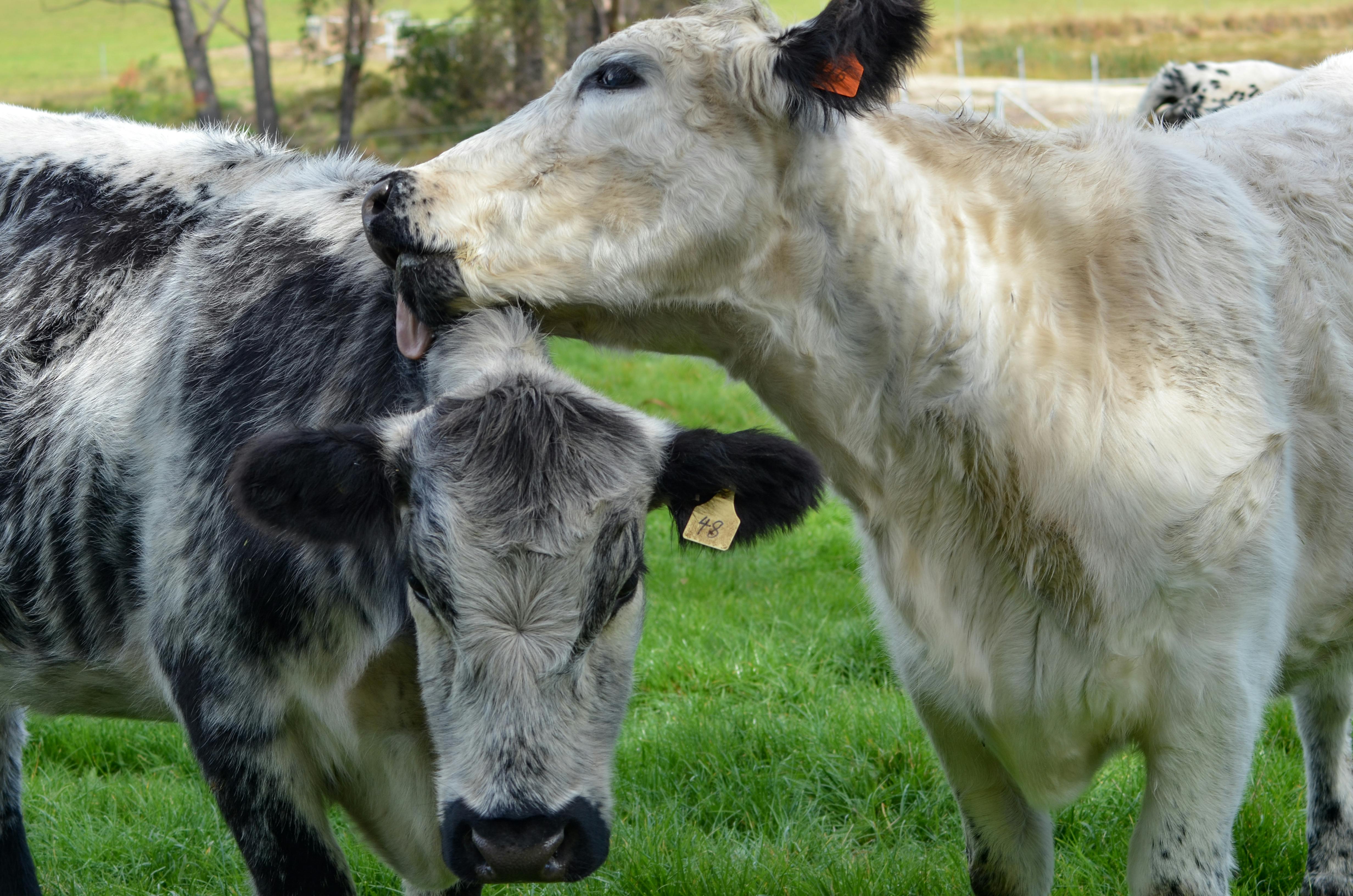 Close up of Cows Together · Free Stock Photo
