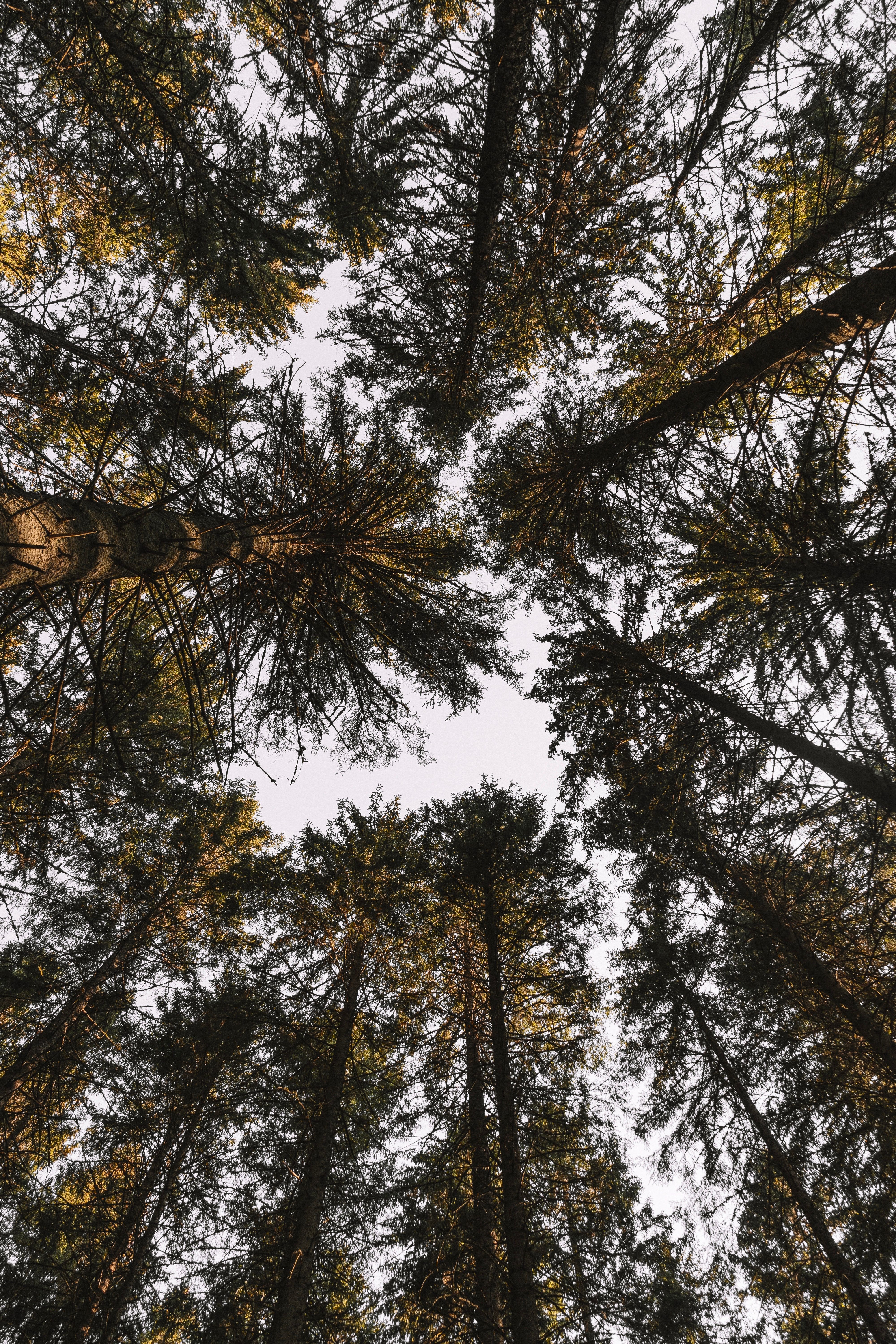 Spirit Of Nature Photos, Download The BEST Free Spirit Of Nature Stock ...
