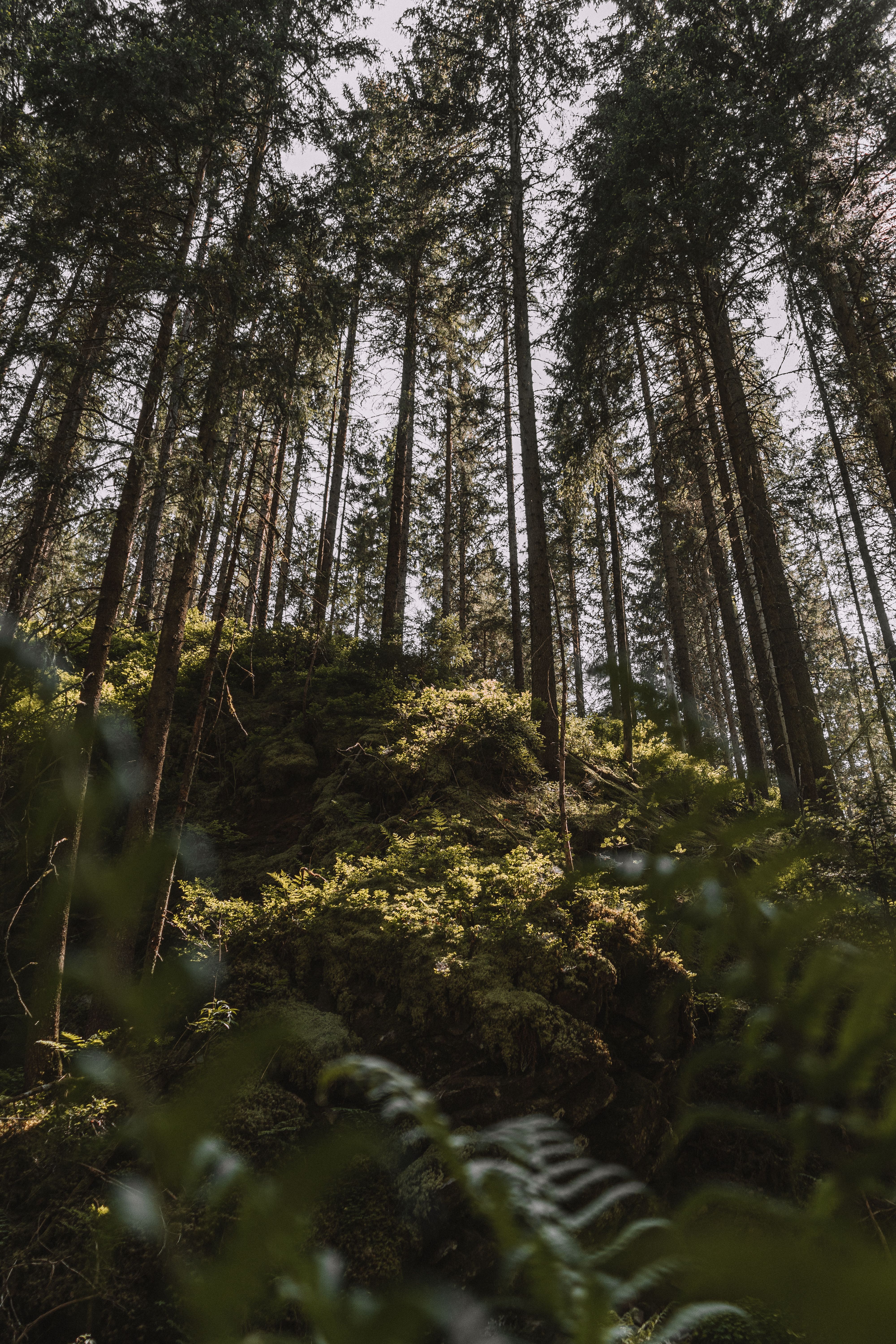Tall Trees in Deep Forest · Free Stock Photo