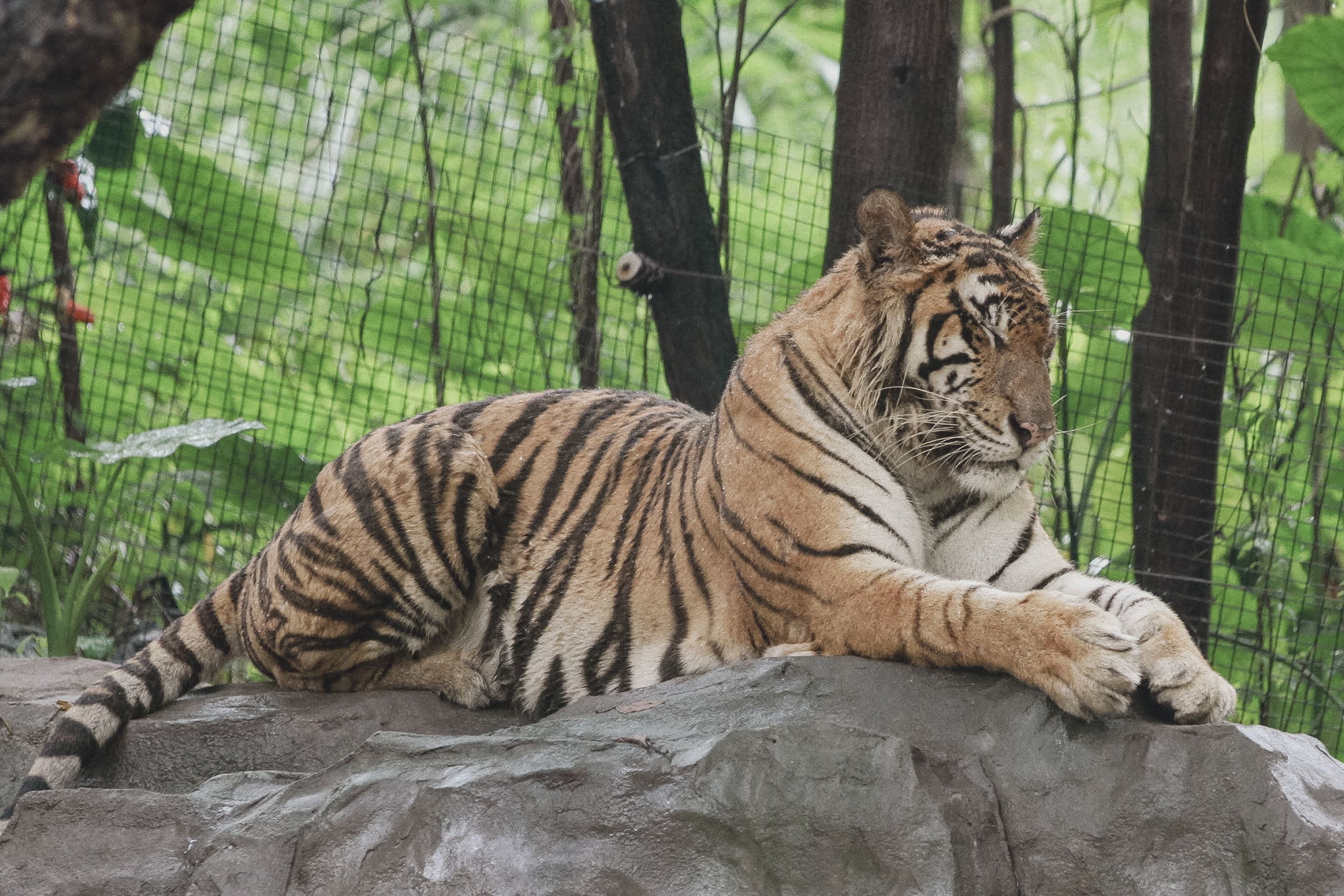 Tiger Lying Down on Rock in Zoo · Free Stock Photo