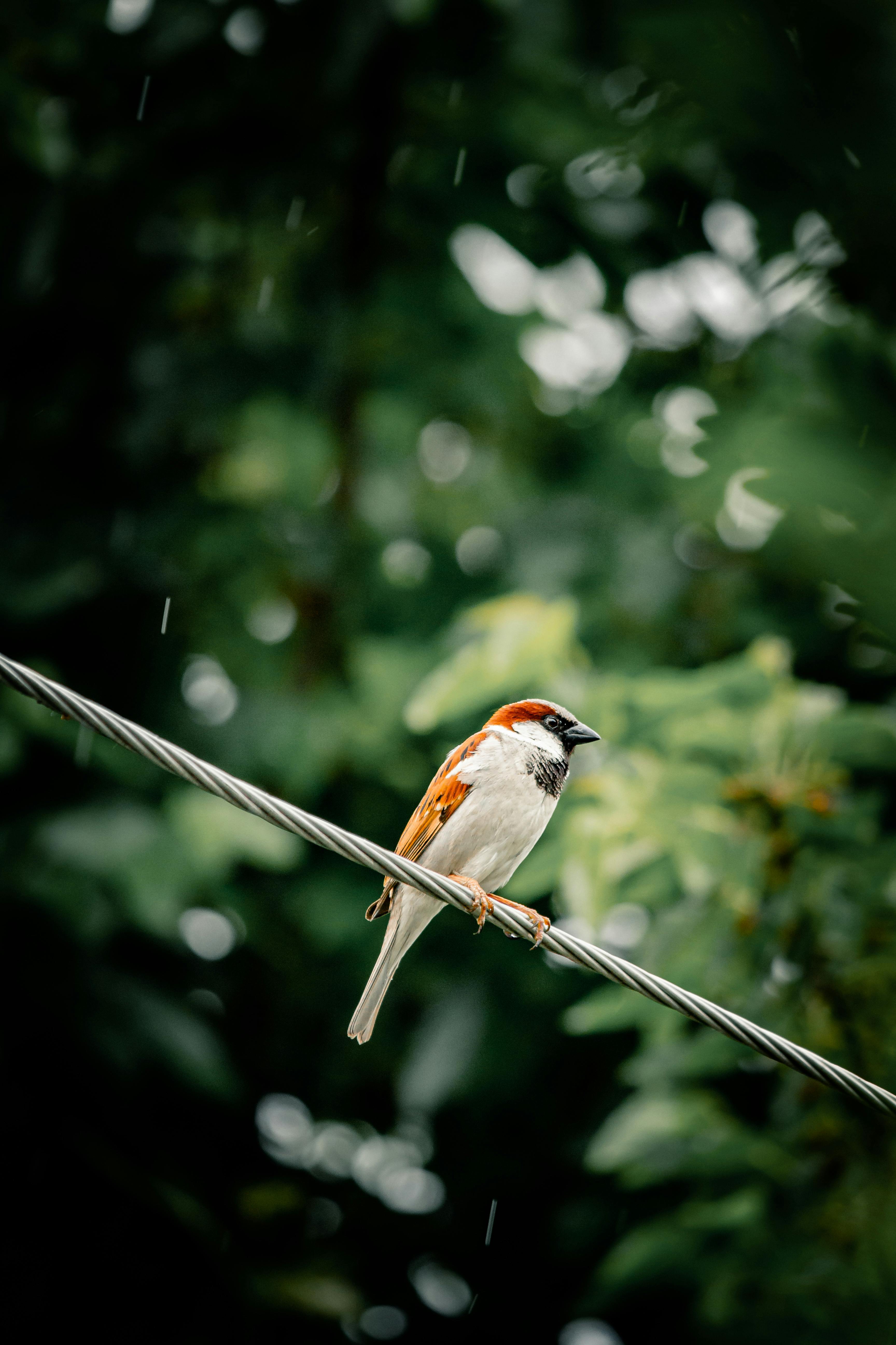 Ball Of Wire Photos, Download The BEST Free Ball Of Wire Stock Photos ...