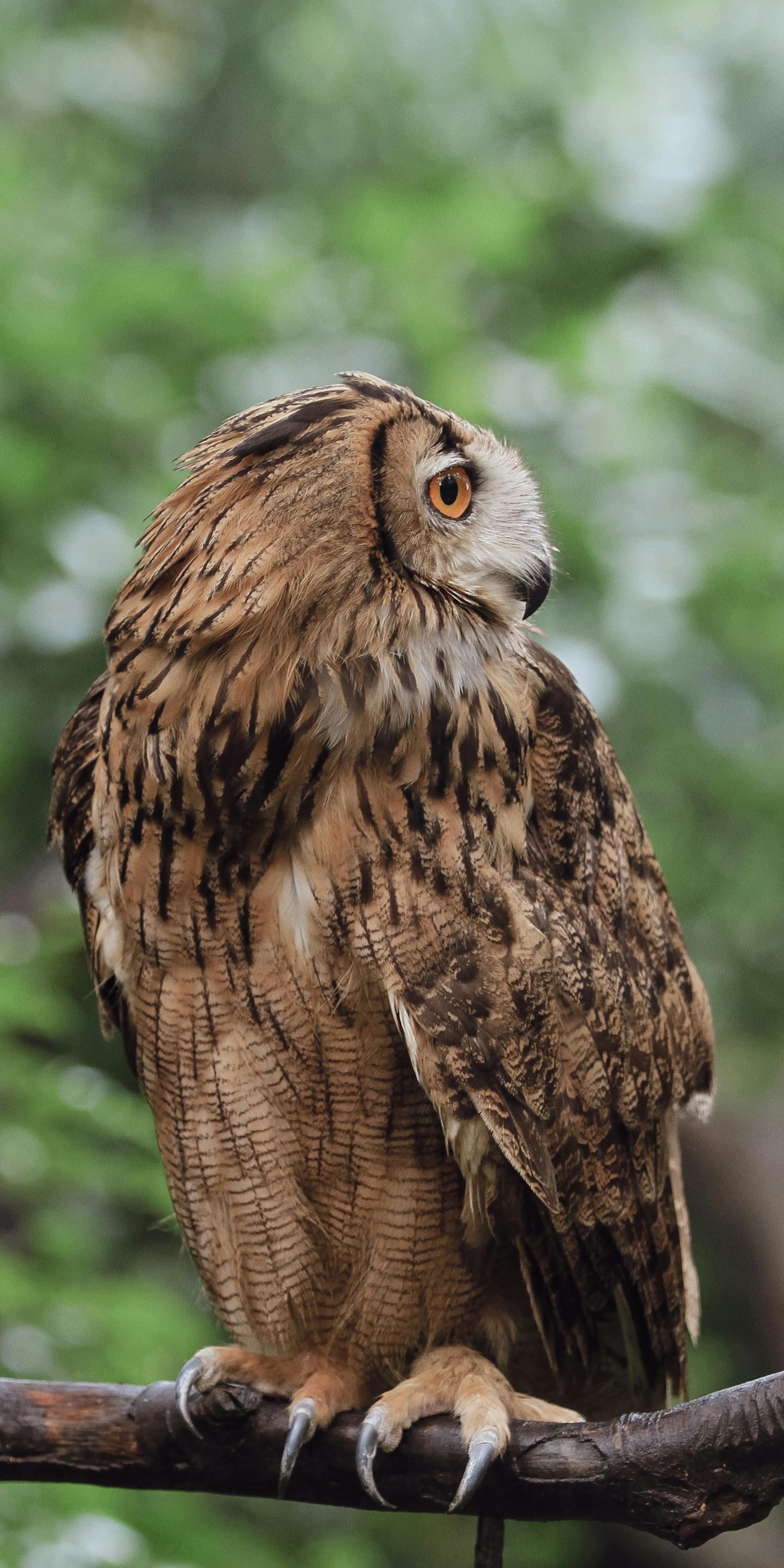Photo of Owl Perched on Tree Branch · Free Stock Photo