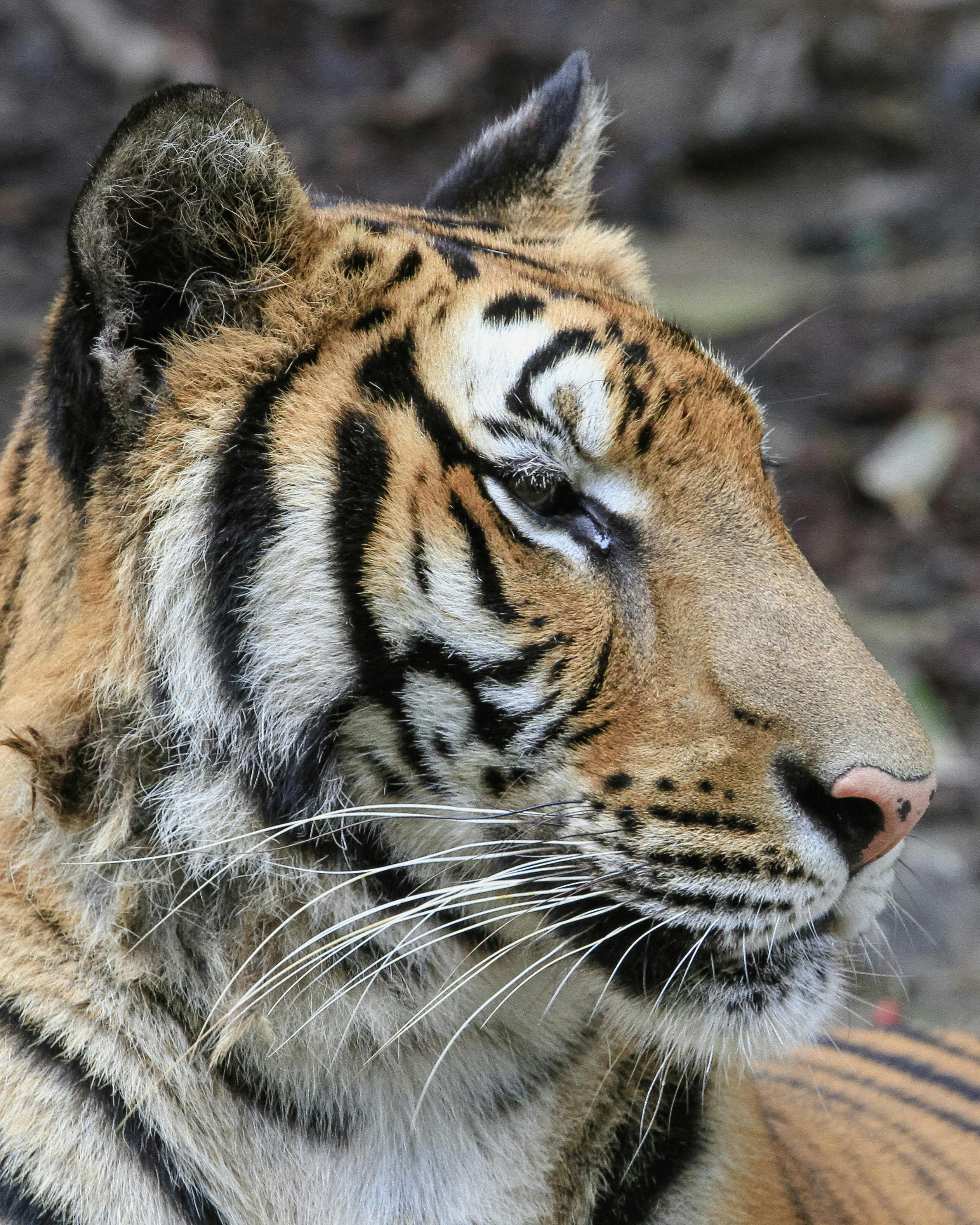 Adult Tiger · Free Stock Photo