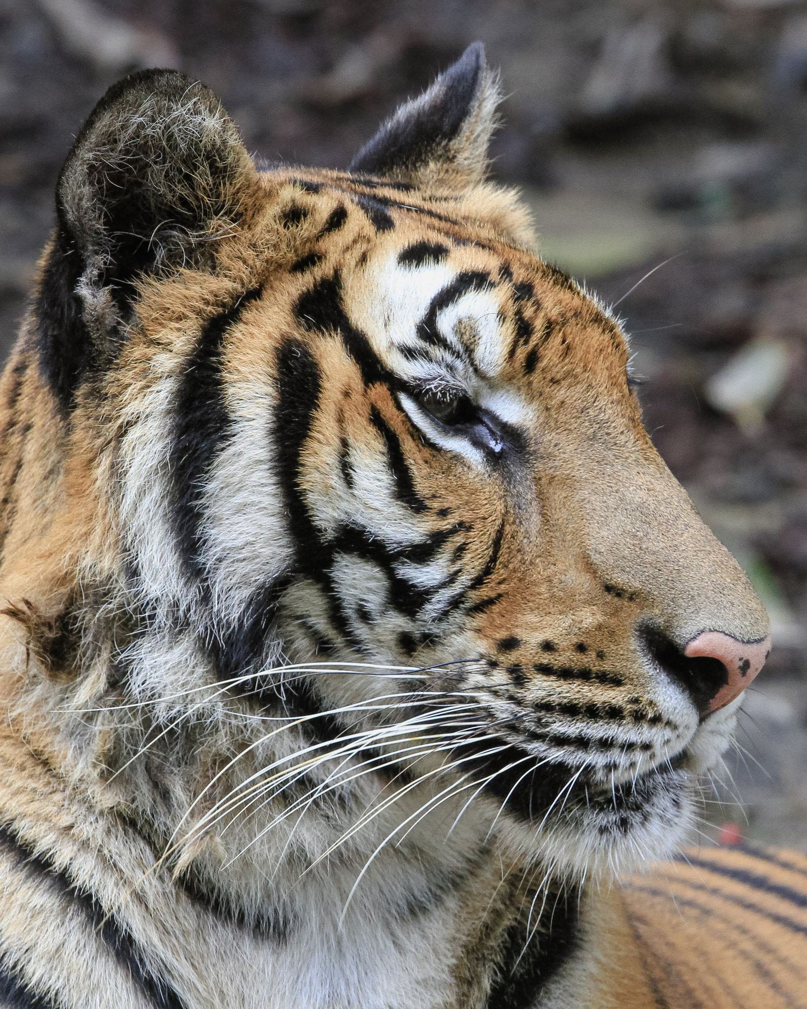 Tiger Head Photos, Download The BEST Free Tiger Head Stock Photos & HD ...