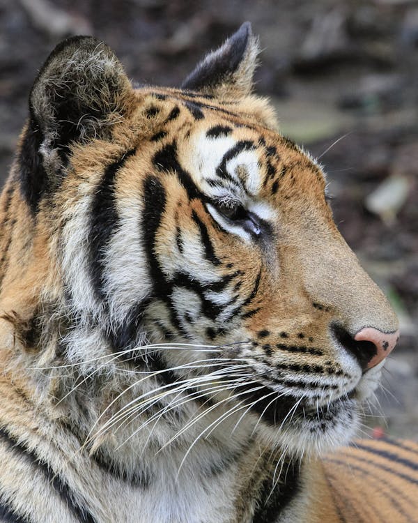 Tiger Head Photos, Download The BEST Free Tiger Head Stock Photos & HD ...