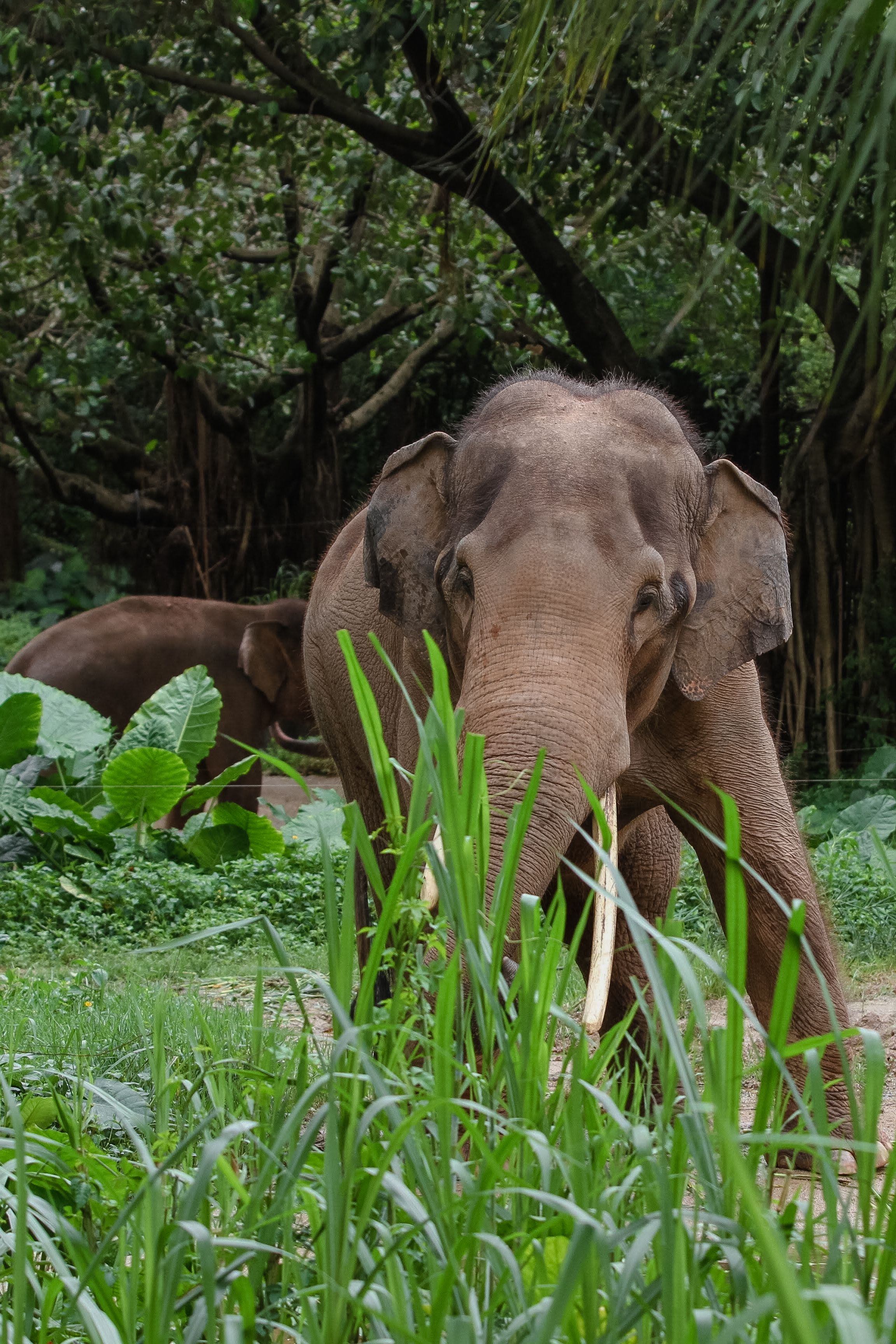 Elephants in a Forest · Free Stock Photo