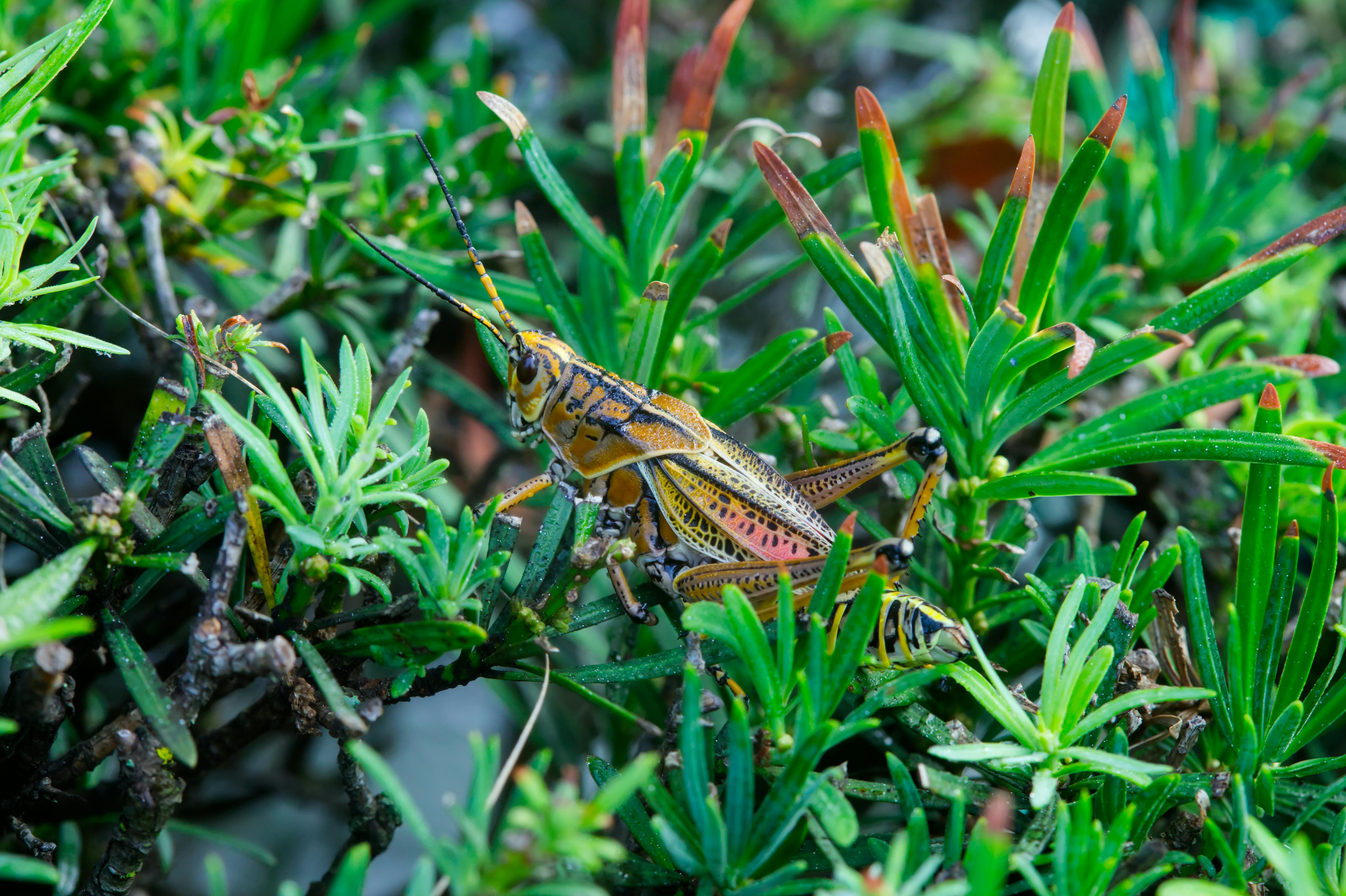 Eastern Lubber Grasshopper in Nature · Free Stock Photo