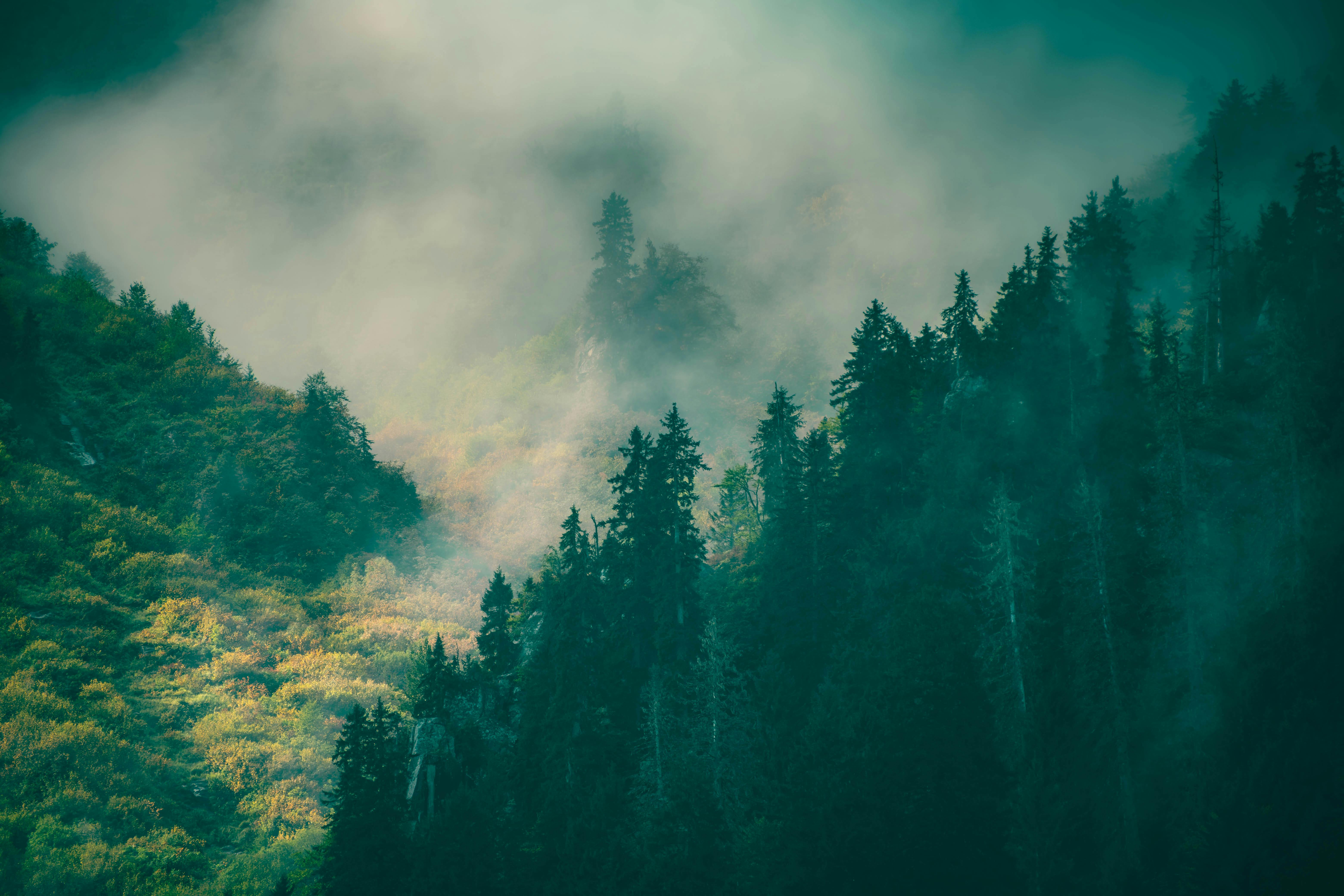 Dense Scrub Landscape Lions Photos, Download The BEST Free Dense Scrub ...