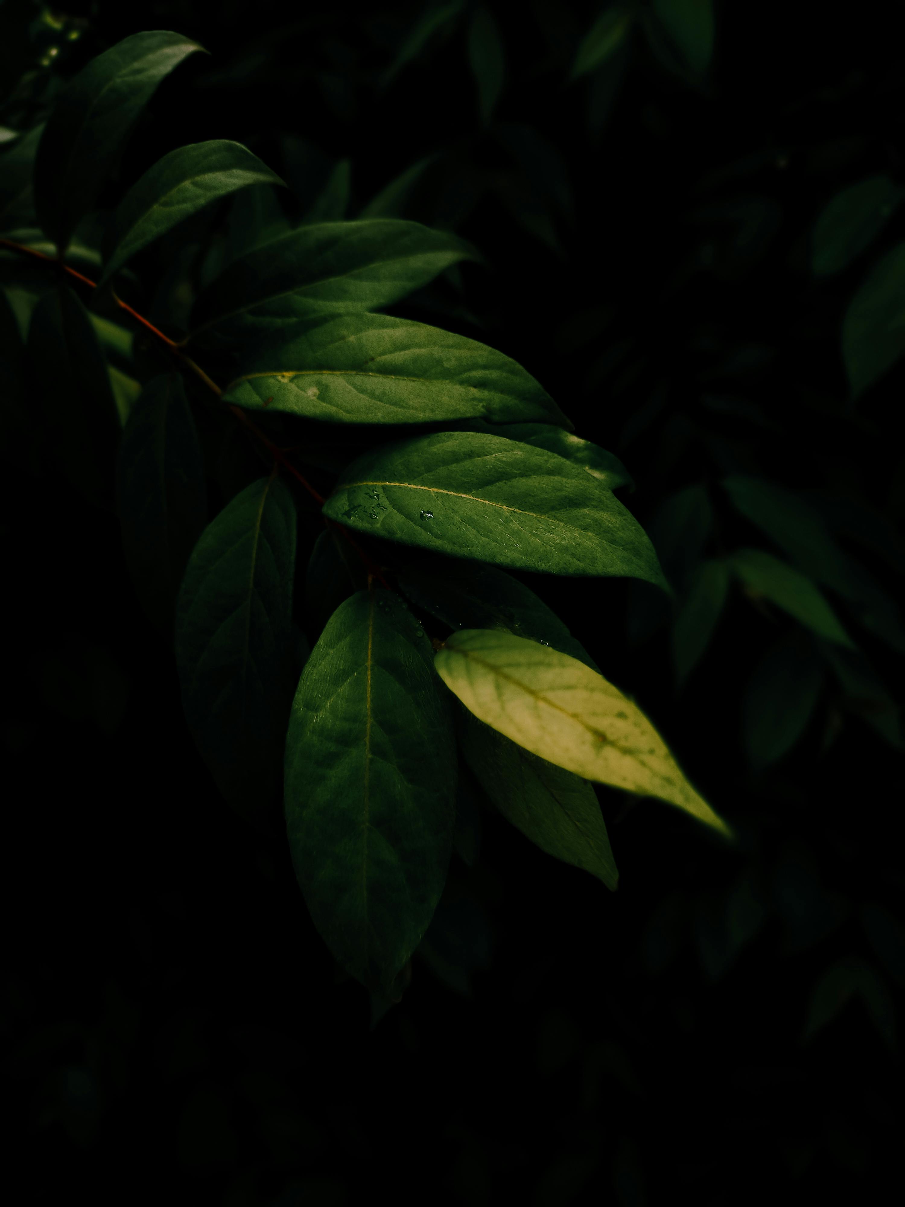 Dark Smike Photos, Download The BEST Free Dark Smike Stock Photos & HD ...