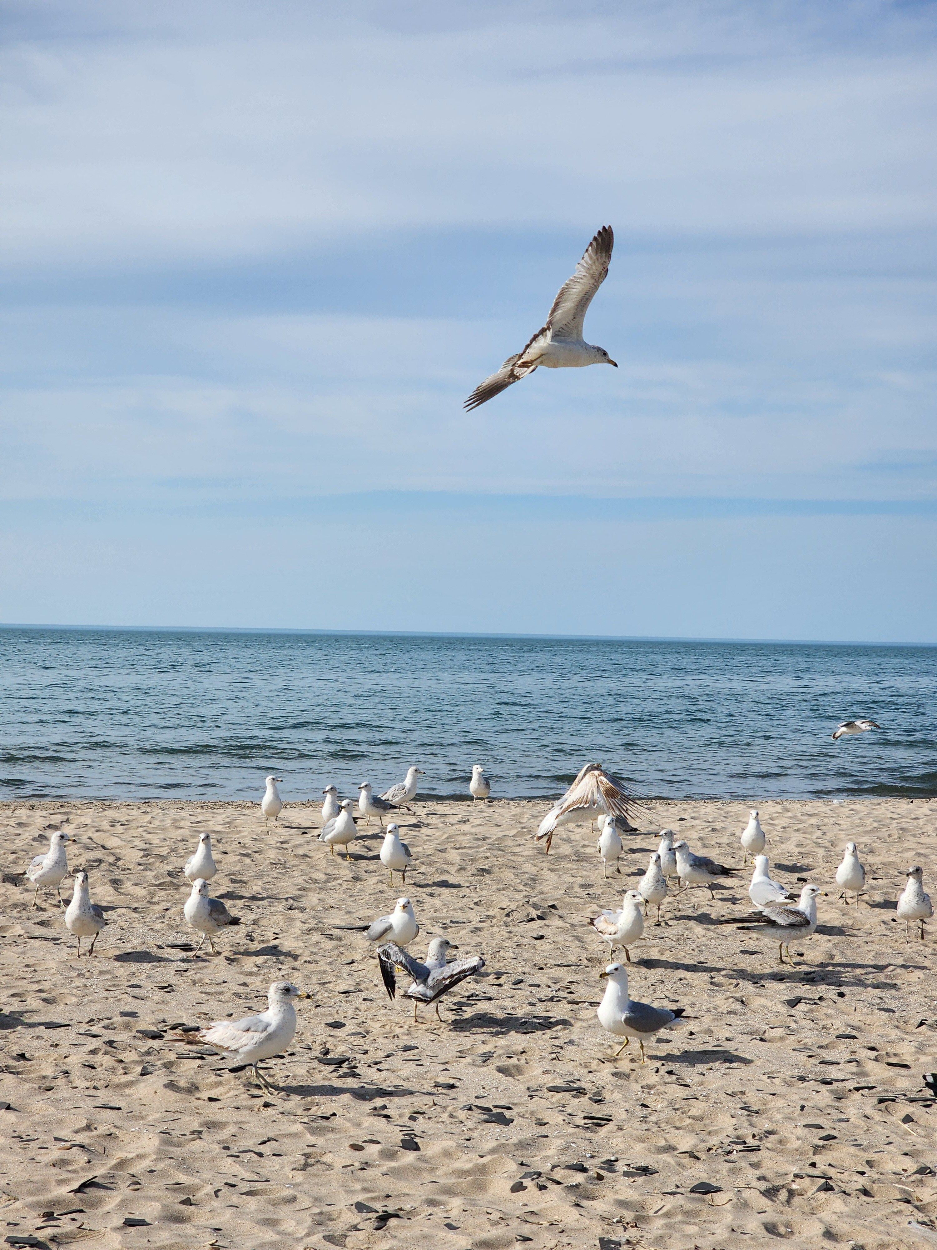 Seagulls on the beach · Free Stock Photo