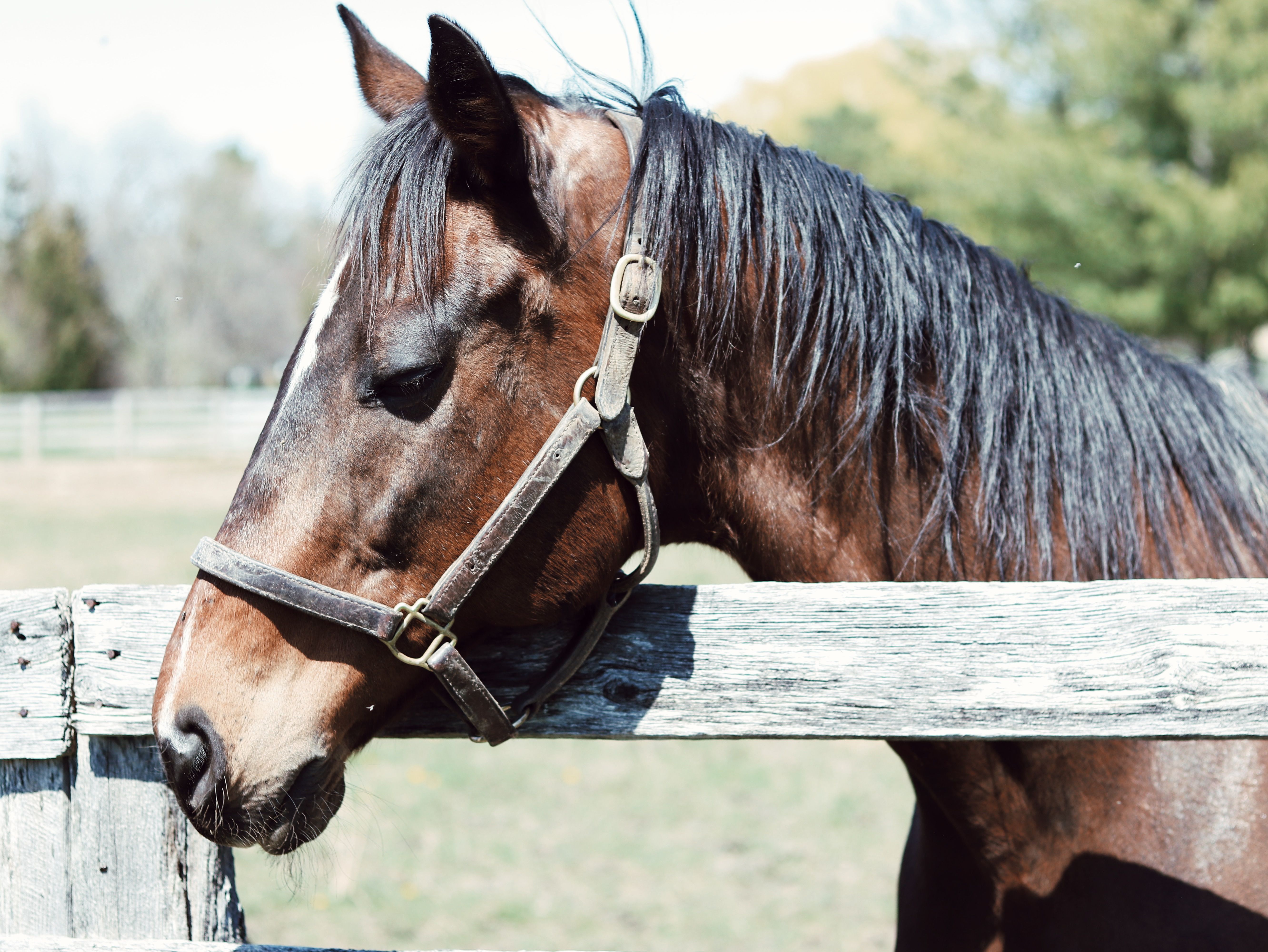 Close up of Horse Head · Free Stock Photo