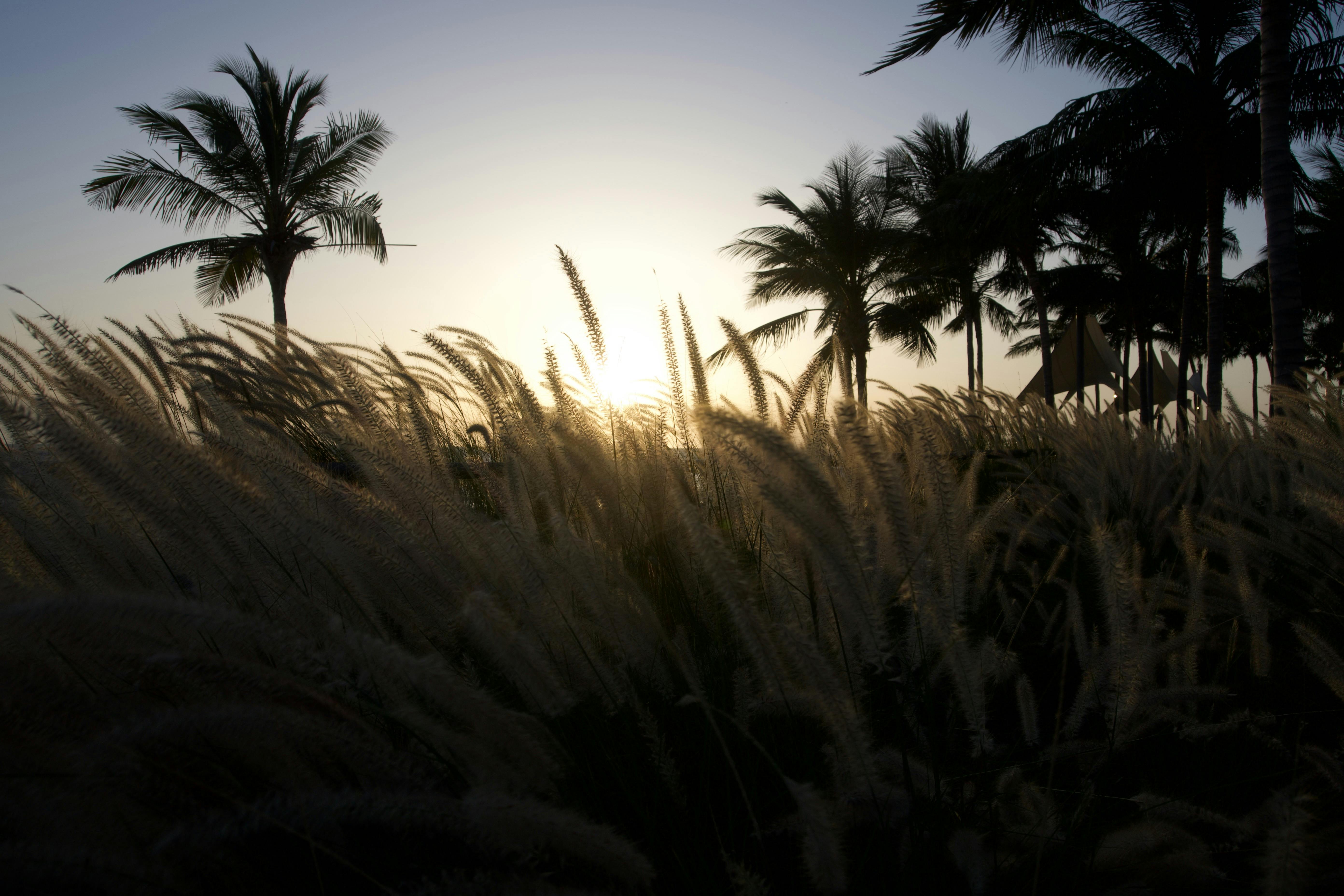 Palm Trees and Rushes at Sunset · Free Stock Photo