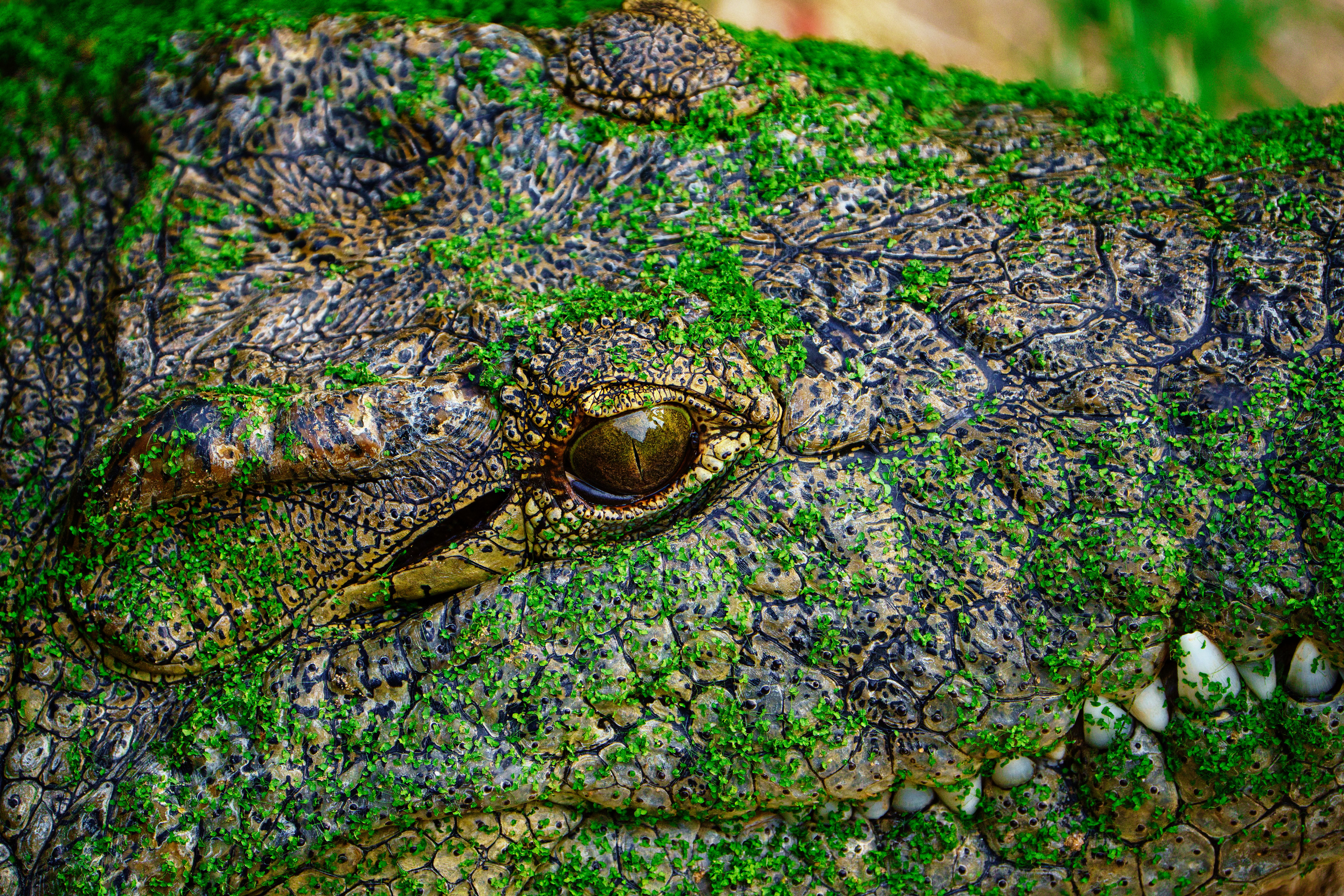 Alligator Head · Free Stock Photo