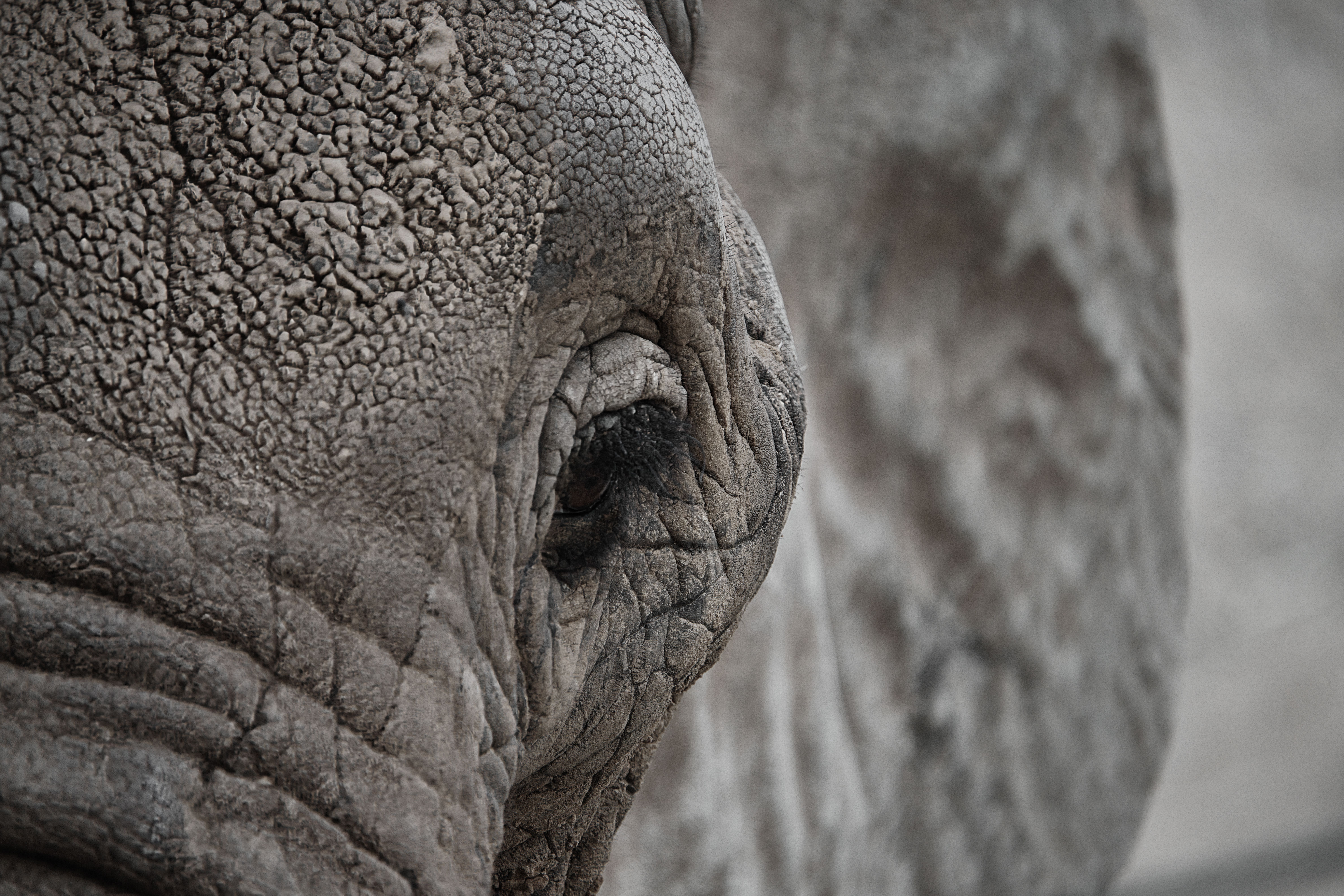 Smart Elephant Photos, Download The BEST Free Smart Elephant Stock ...