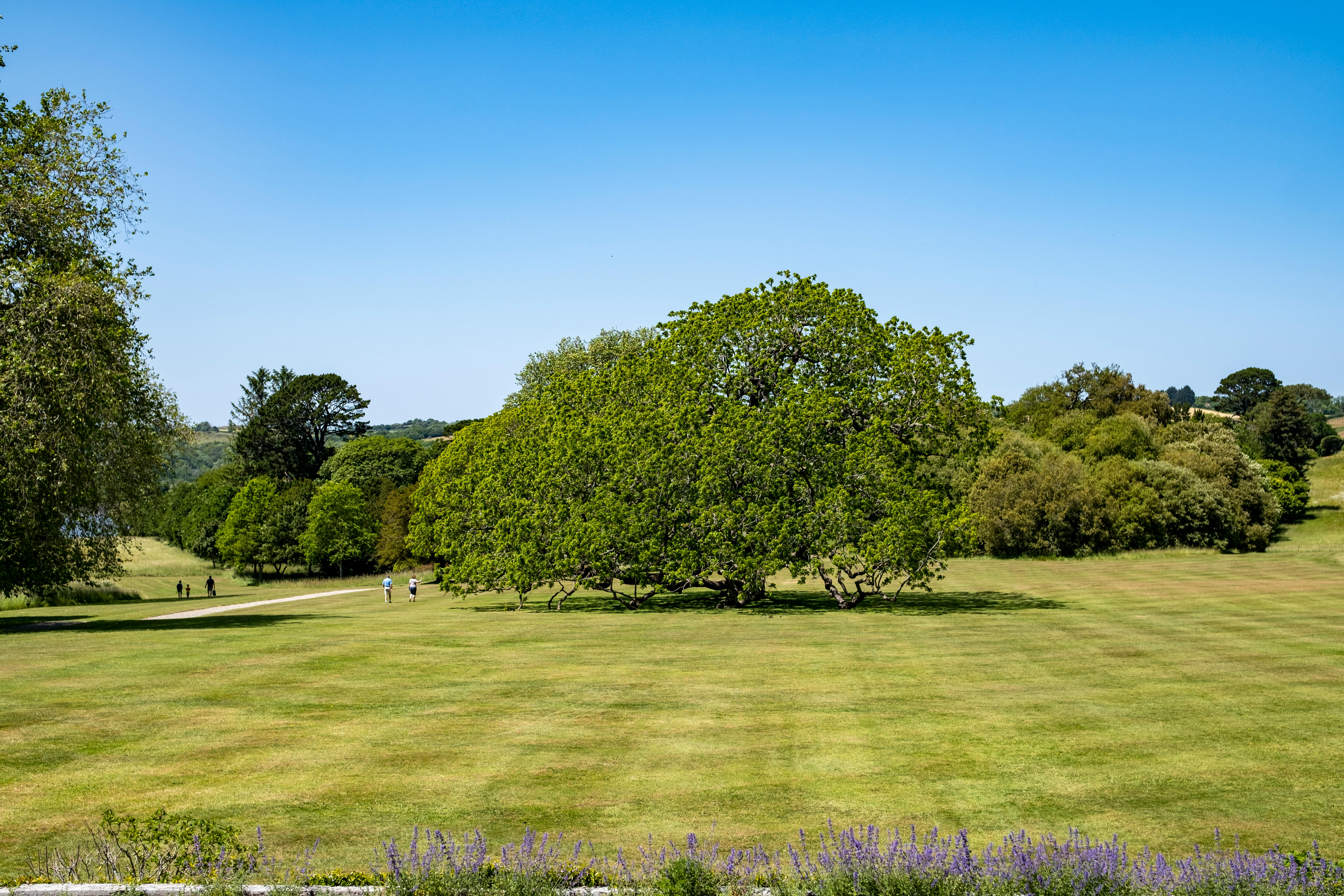 Big Tree on Lawn in Park · Free Stock Photo