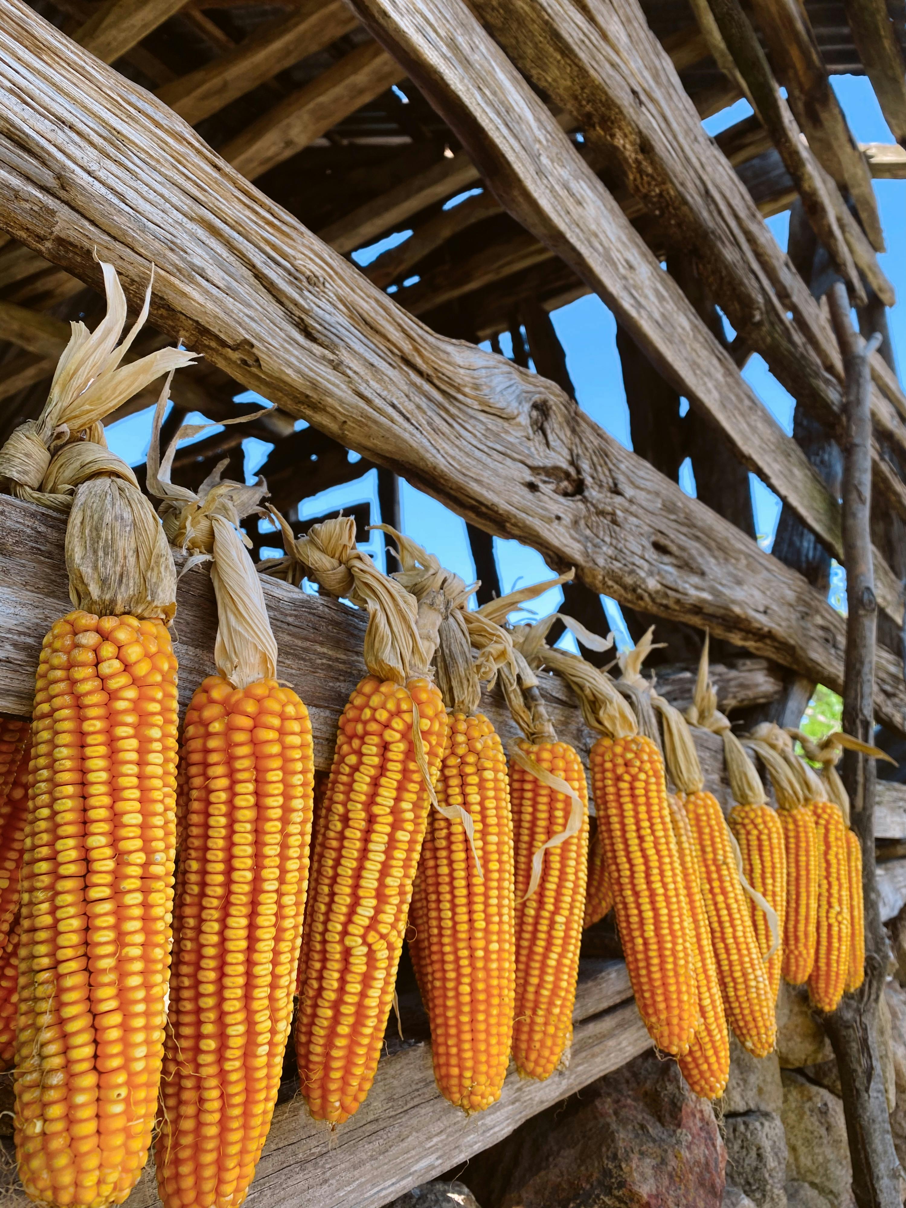 Corn on a Farm · Free Stock Photo