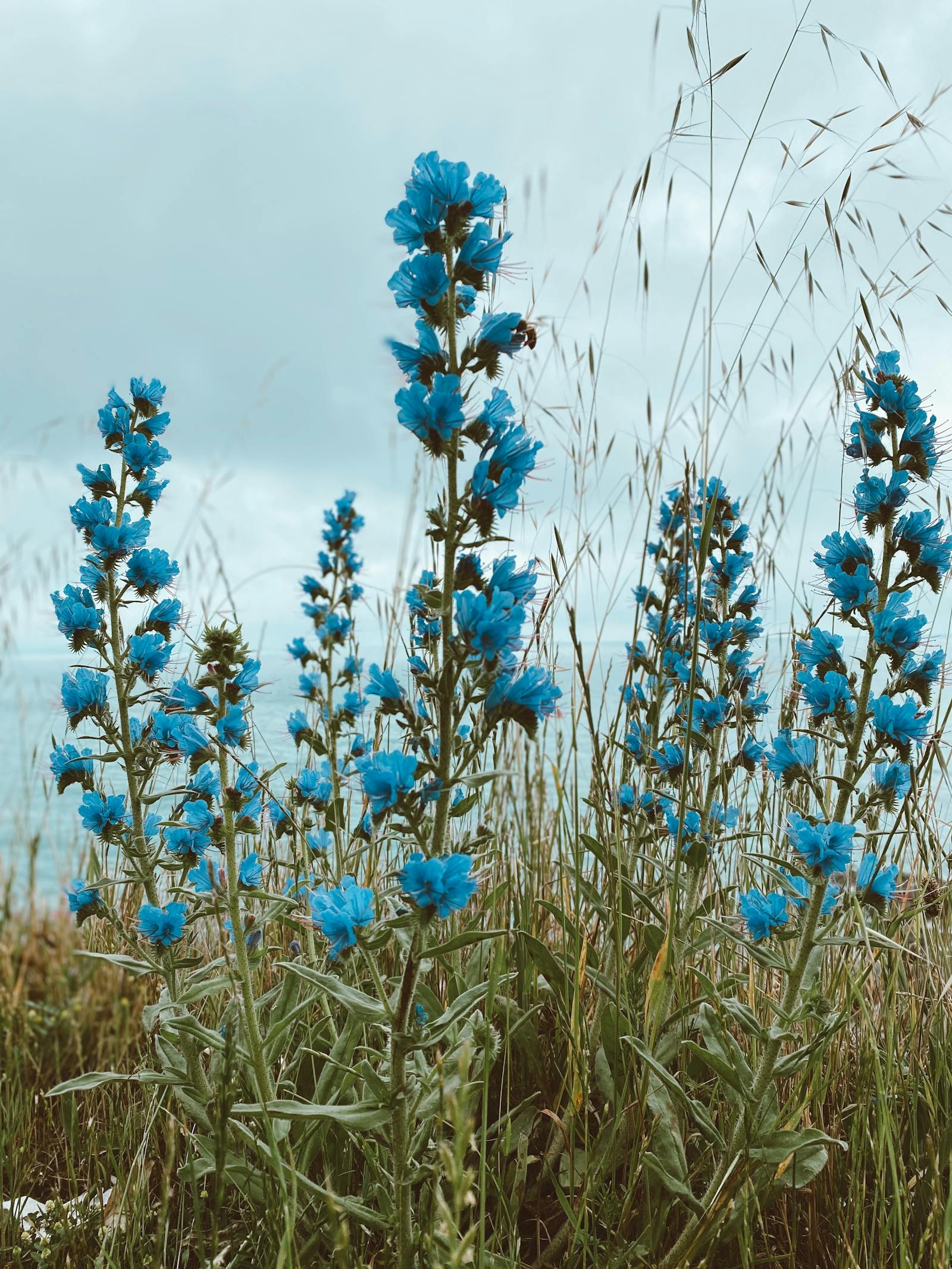 Blue Pfp Photos, Download The BEST Free Blue Pfp Stock Photos & HD Images