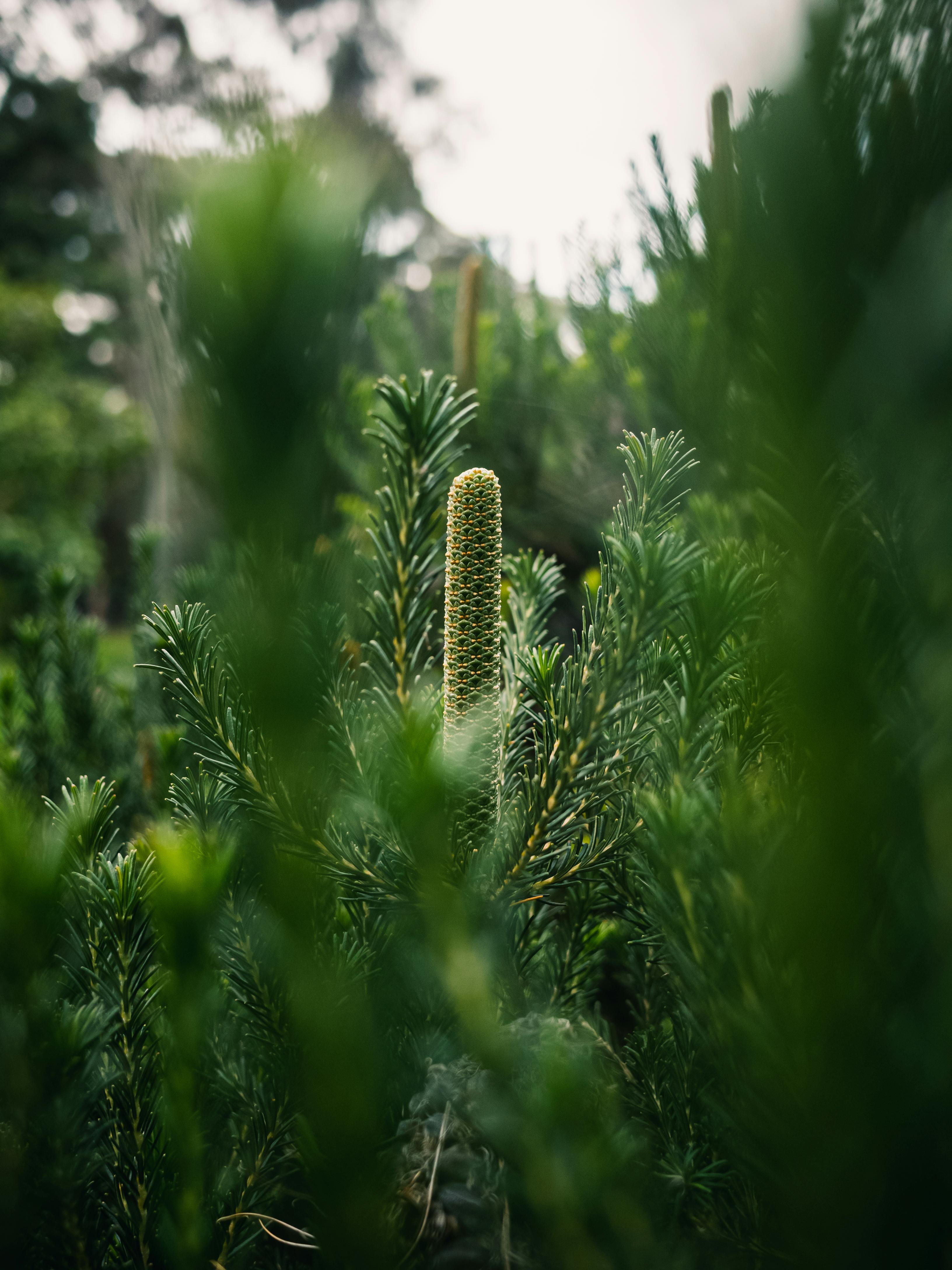 Top of Conifer Tree · Free Stock Photo