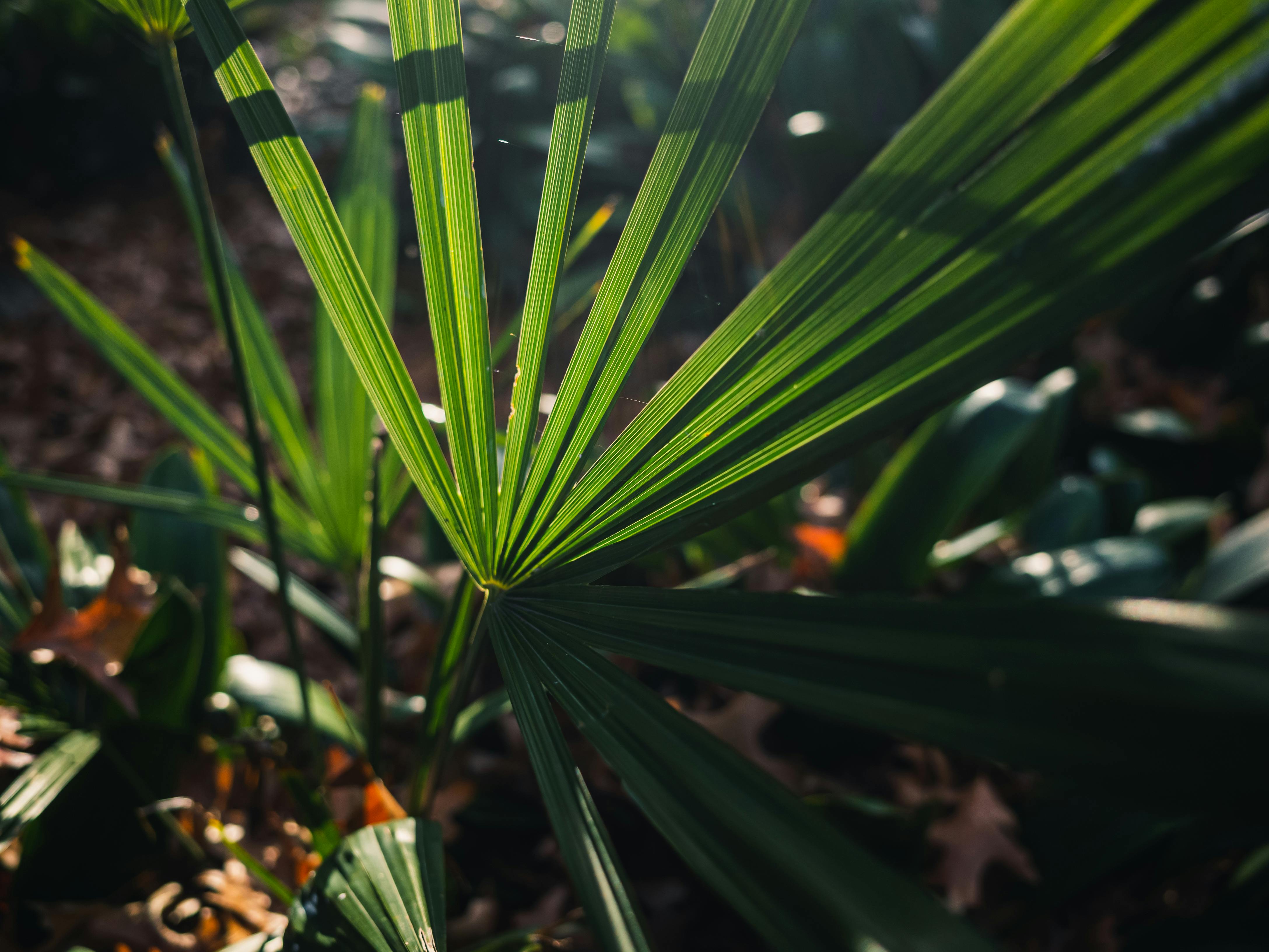Palm Tree Branch in Sunlight · Free Stock Photo