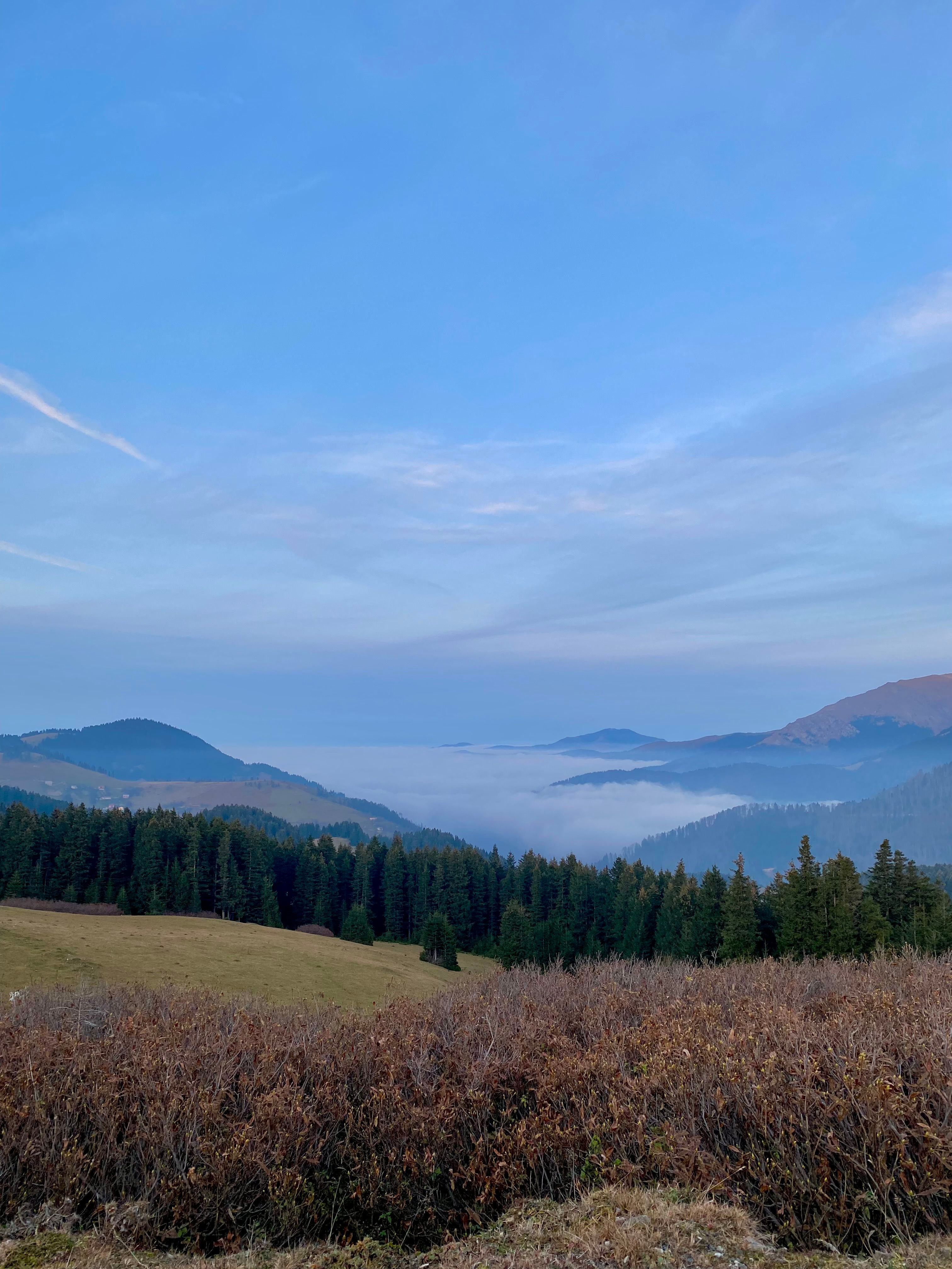 Trees on Plains and Mountains behind · Free Stock Photo