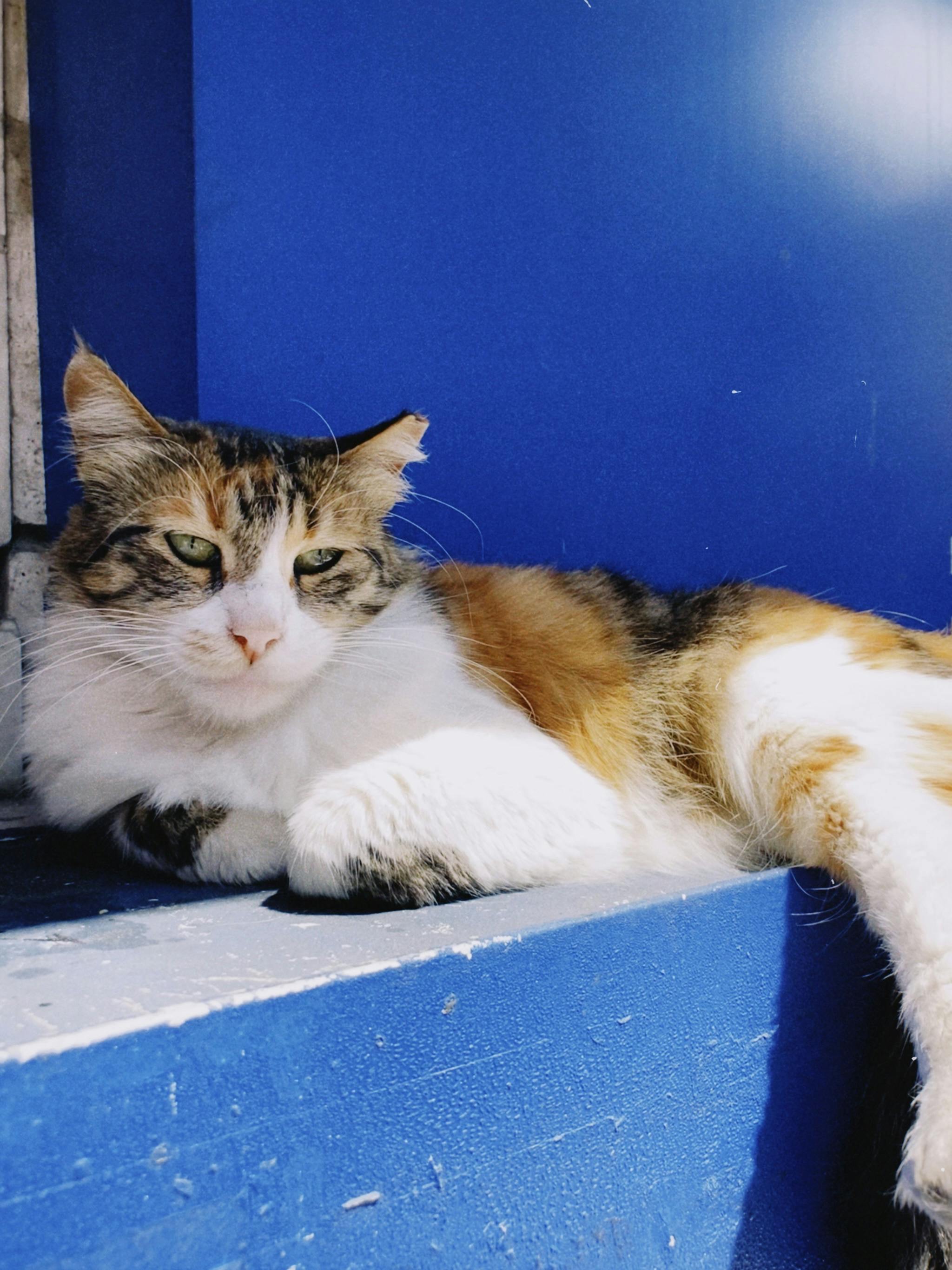 Close up of Cat Lying Down · Free Stock Photo
