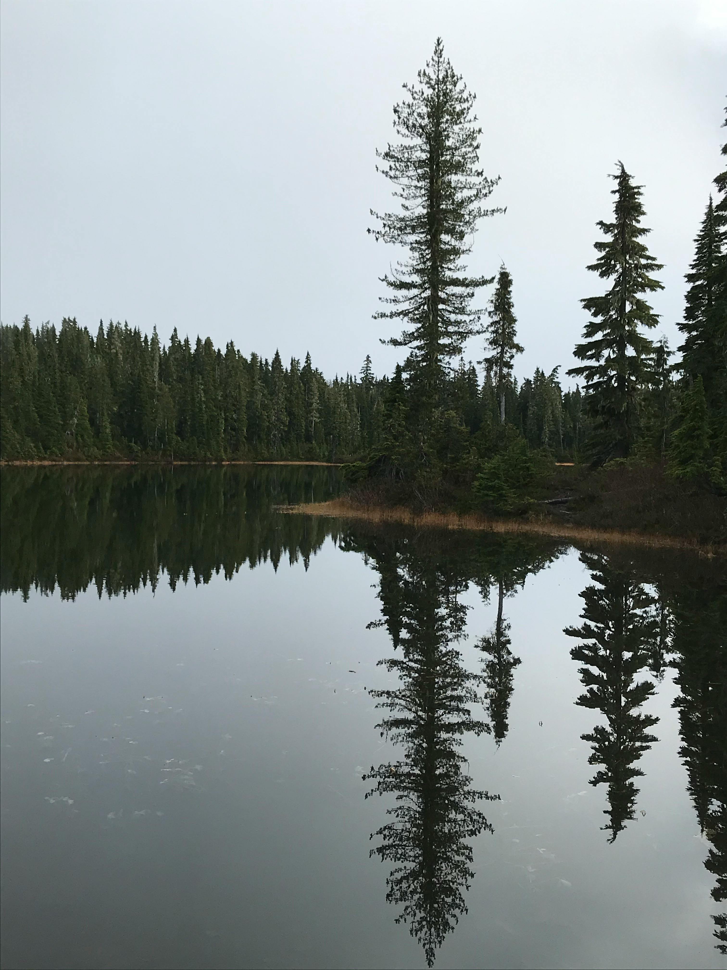 Scenic View of Lake in Forest · Free Stock Photo