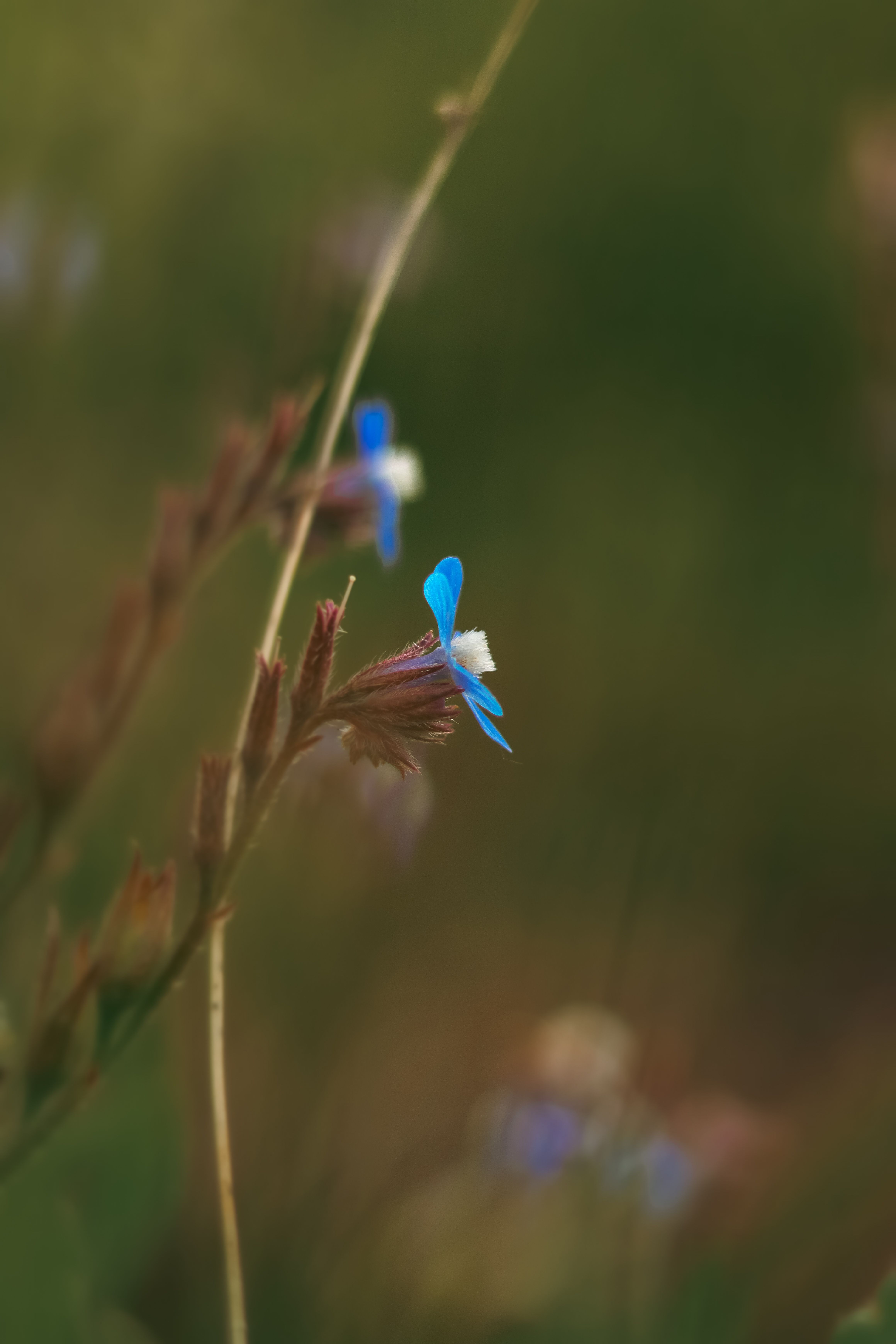Close up of Thin Plants and Flowers · Free Stock Photo