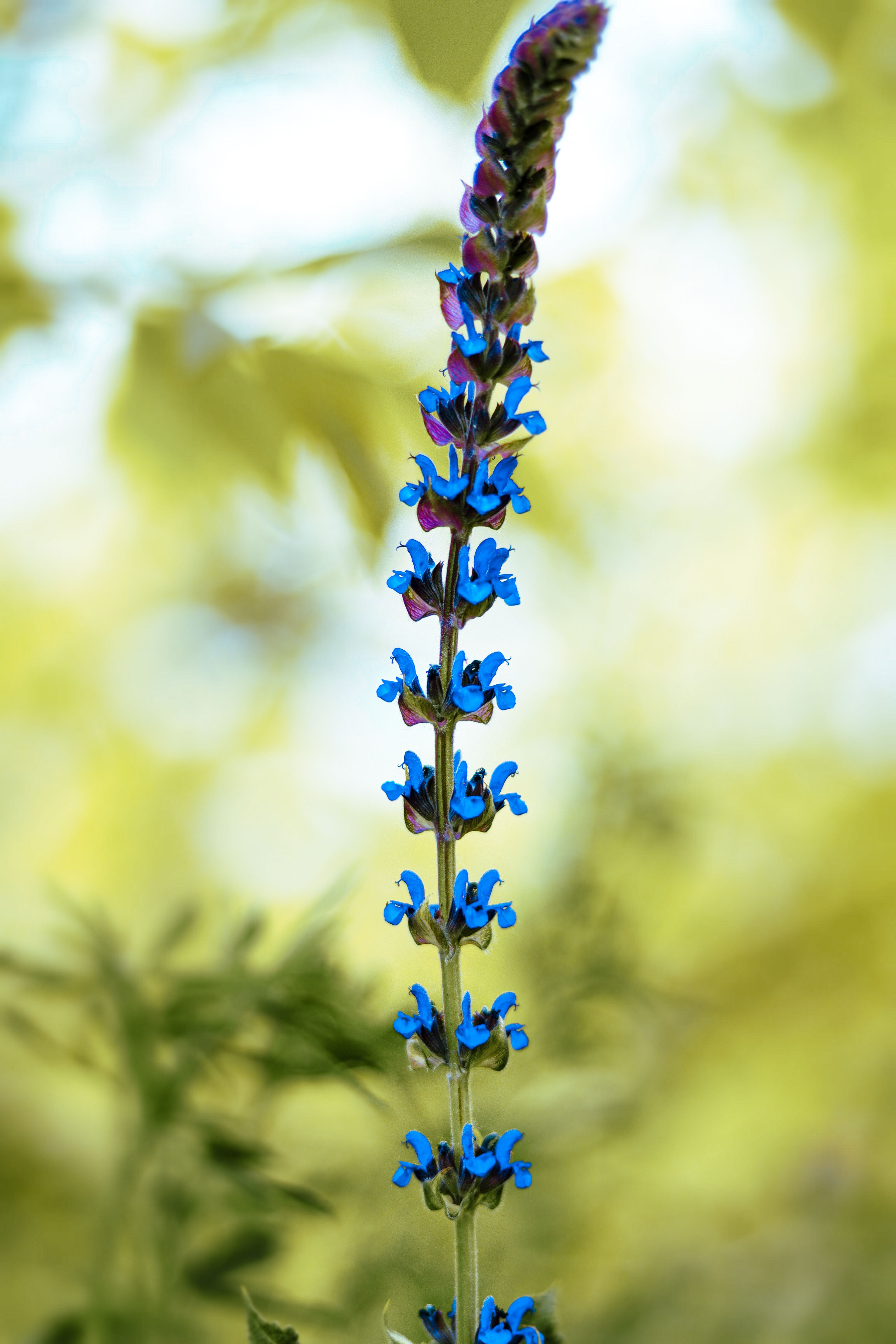Close up of Thin Plants and Flowers · Free Stock Photo