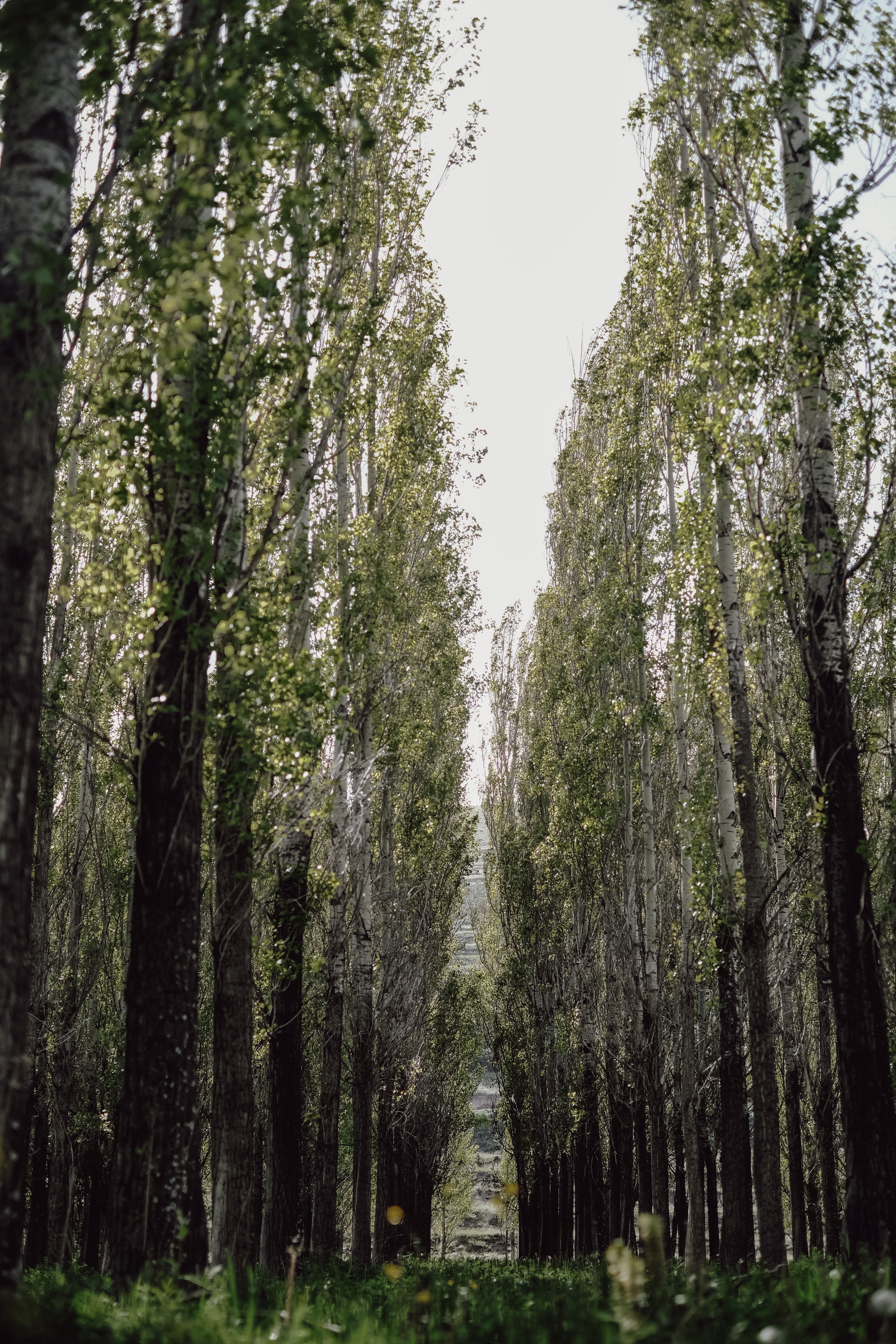 Tall Trees in Forest · Free Stock Photo
