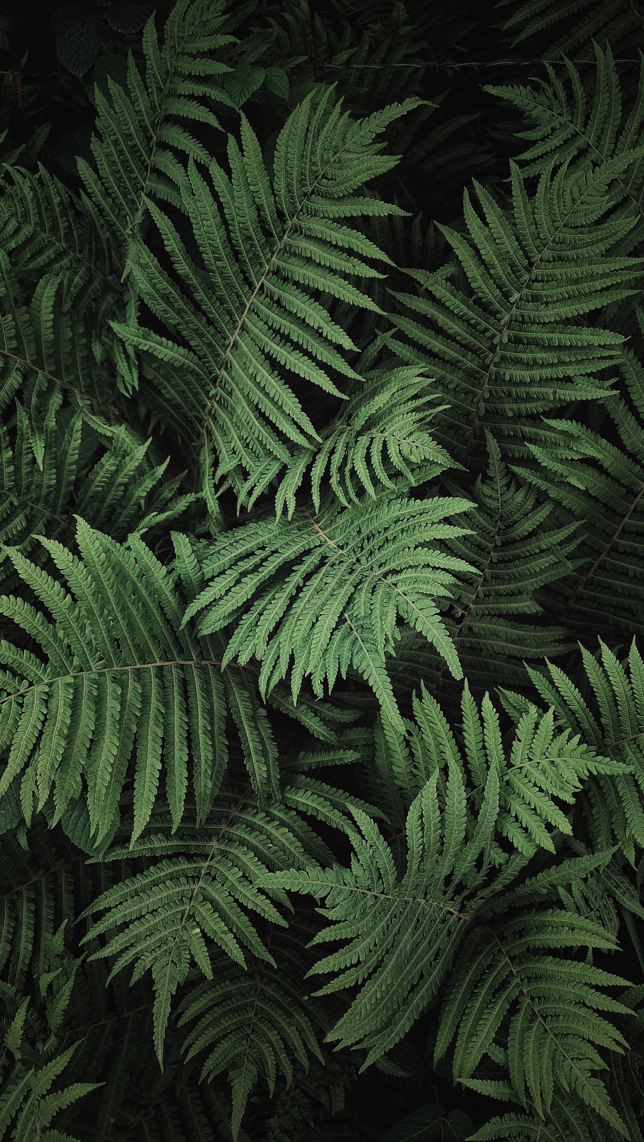Dense Fern Branches · Free Stock Photo