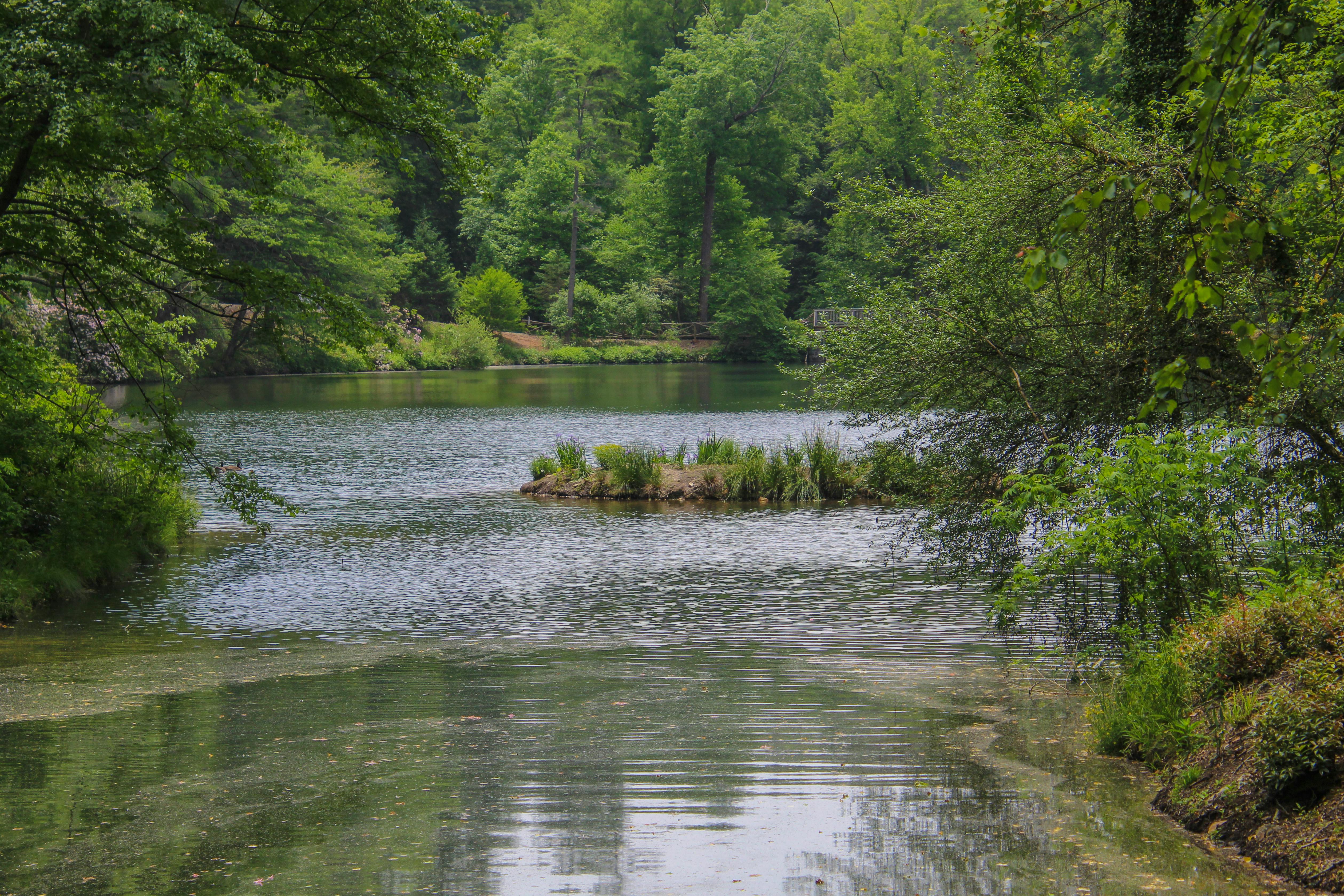 Trees around Lake · Free Stock Photo