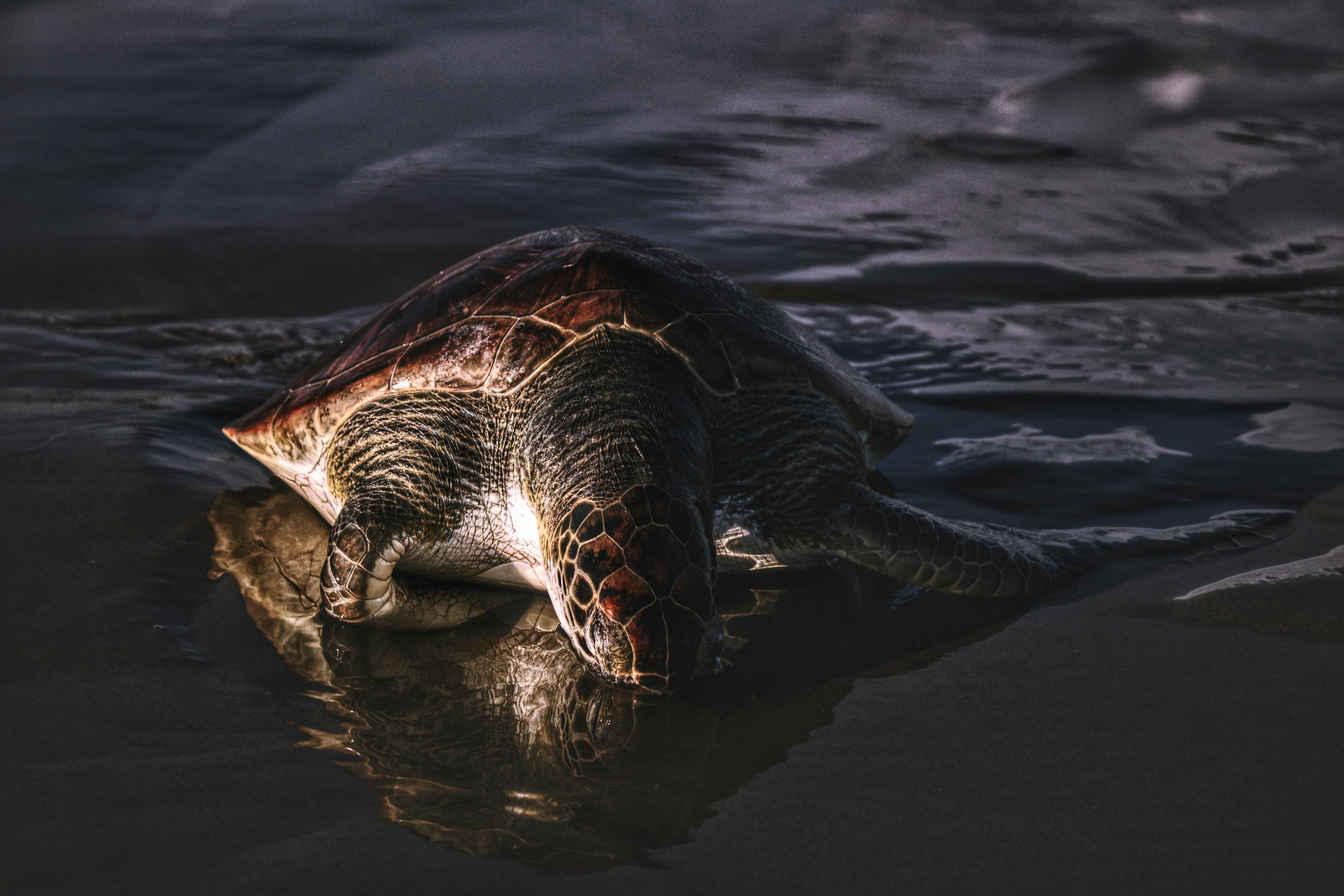 A Turtle by the Shore · Free Stock Photo