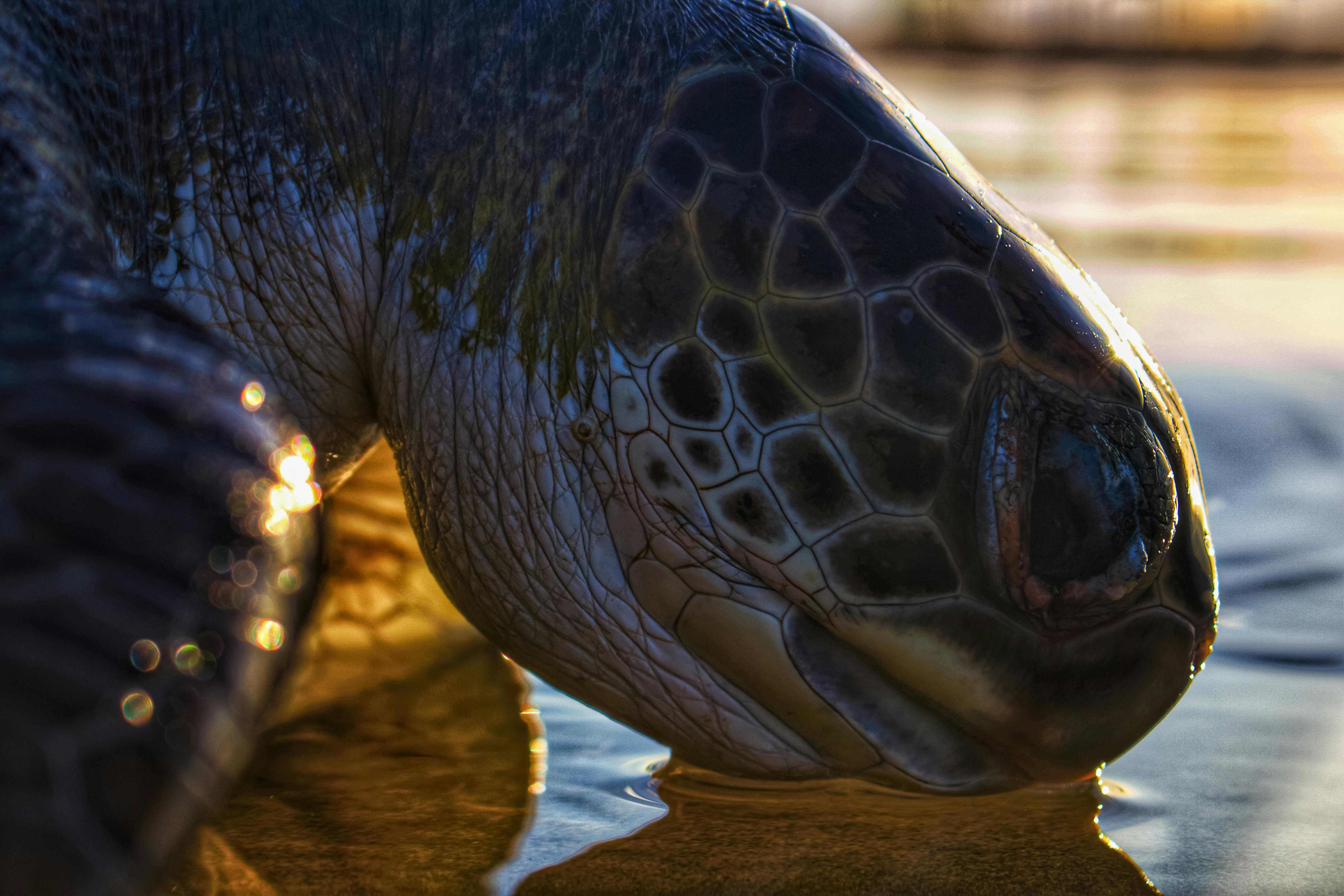 A Portrait of a Turtle · Free Stock Photo