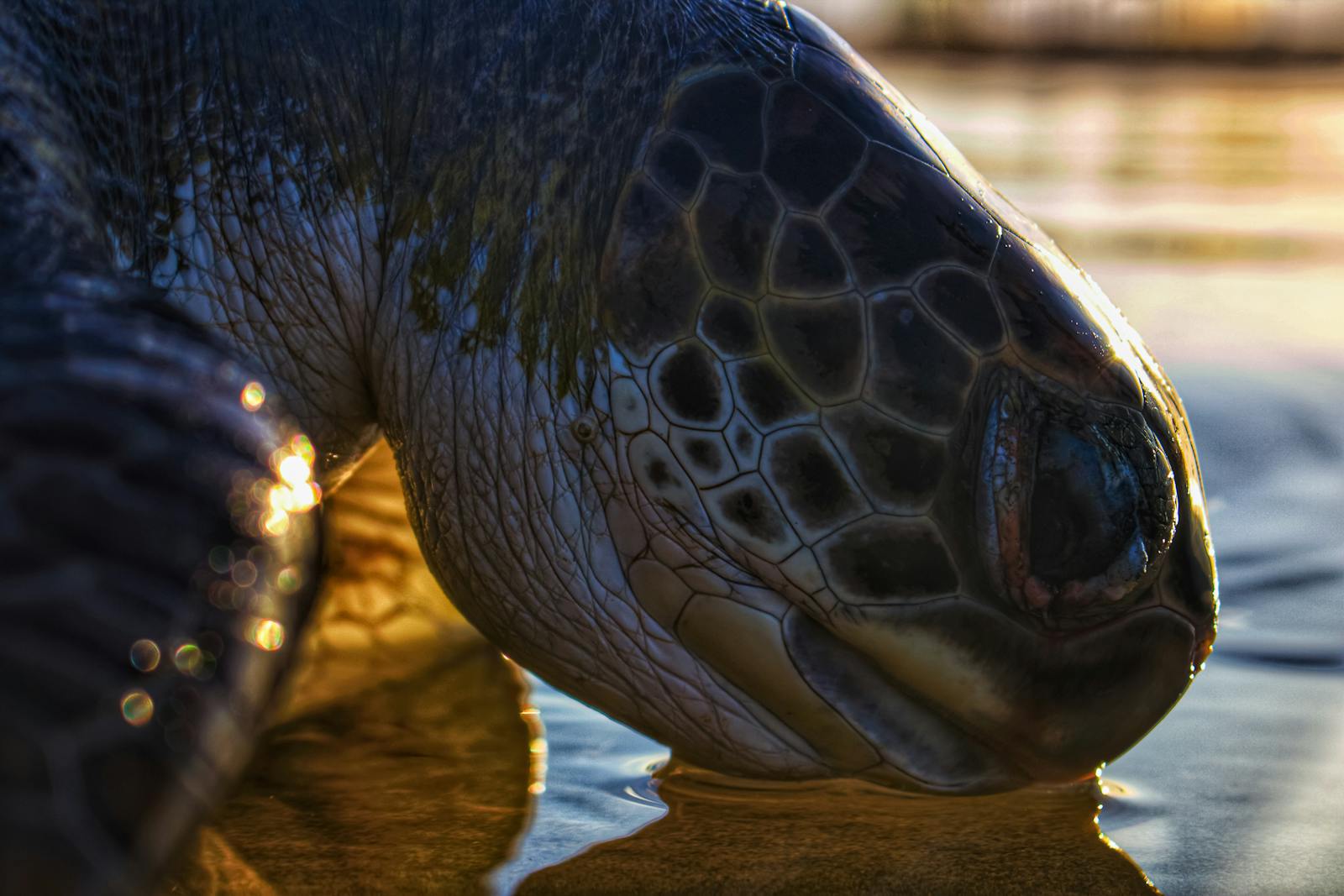 Turtle In Freedom Photos, Download The BEST Free Turtle In Freedom ...