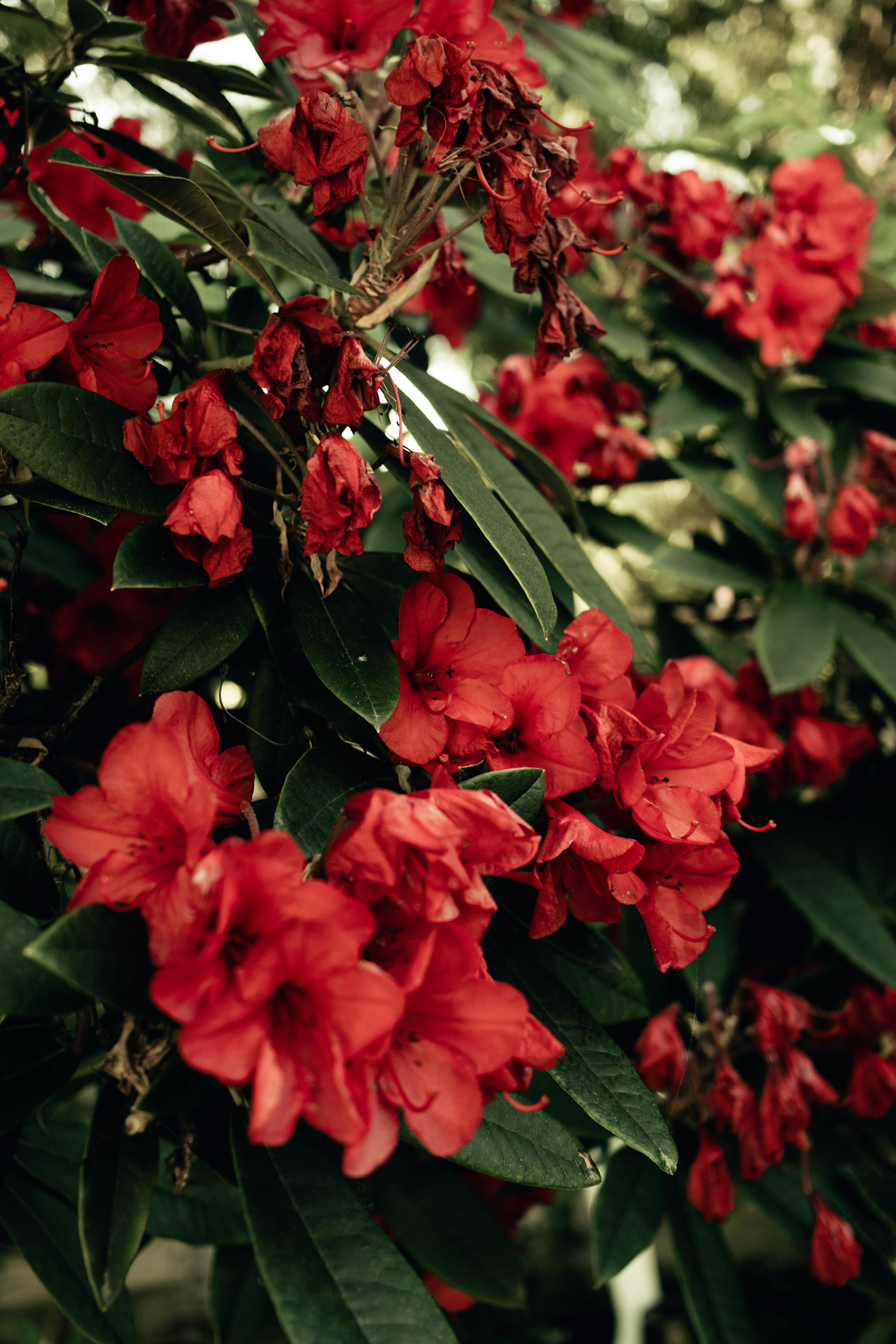 Red Azalea Flowers in Bloom · Free Stock Photo
